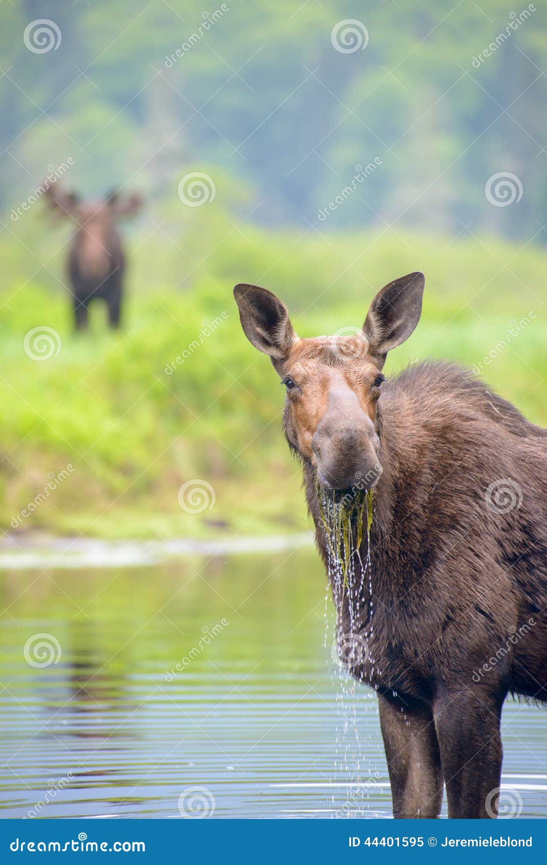 Mooses in the river stock image. Image of sauvage, eating - 44401595