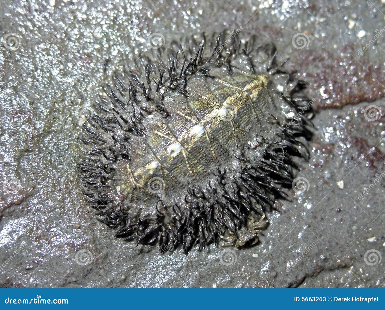 Moosiges Chiton (Mopalia Moscosa) Stockbild - Bild von marinesoldat ...