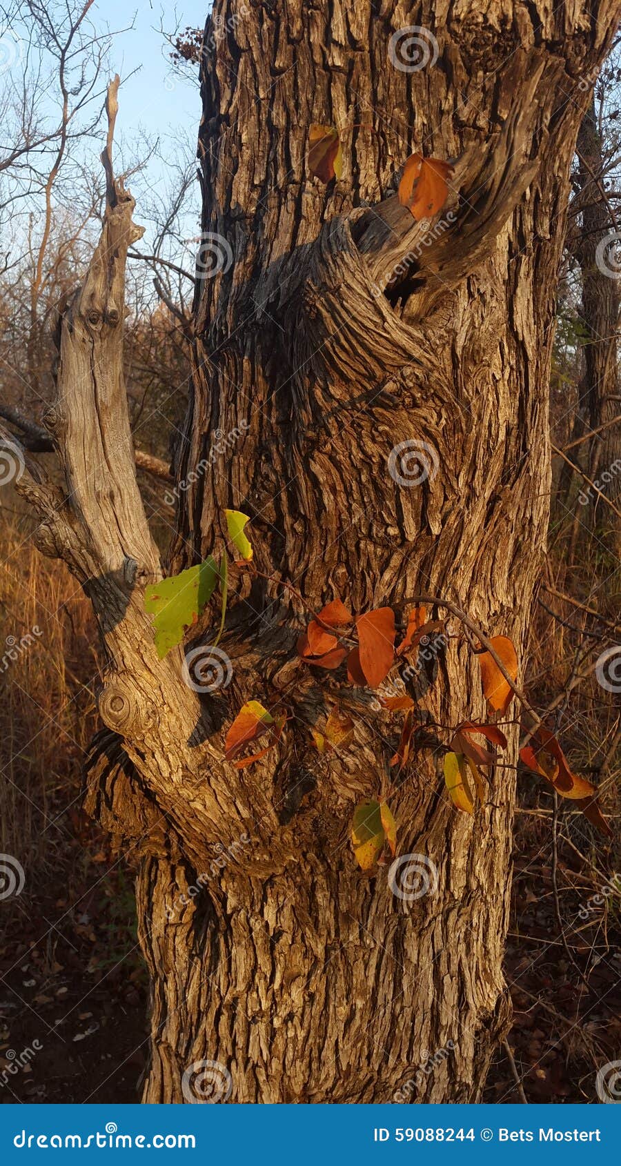 Mopani stock photo. Image of tree, africa, leaves, mopani - 59088244