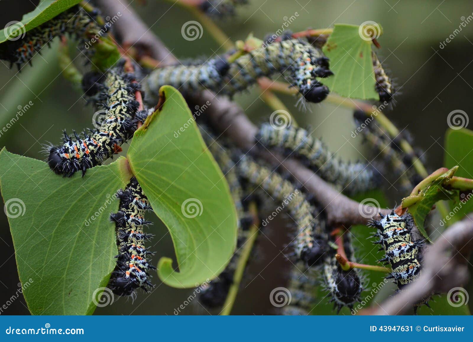 123 Mopani Worm Stock Photos - Free & Royalty-Free Stock Photos from ...