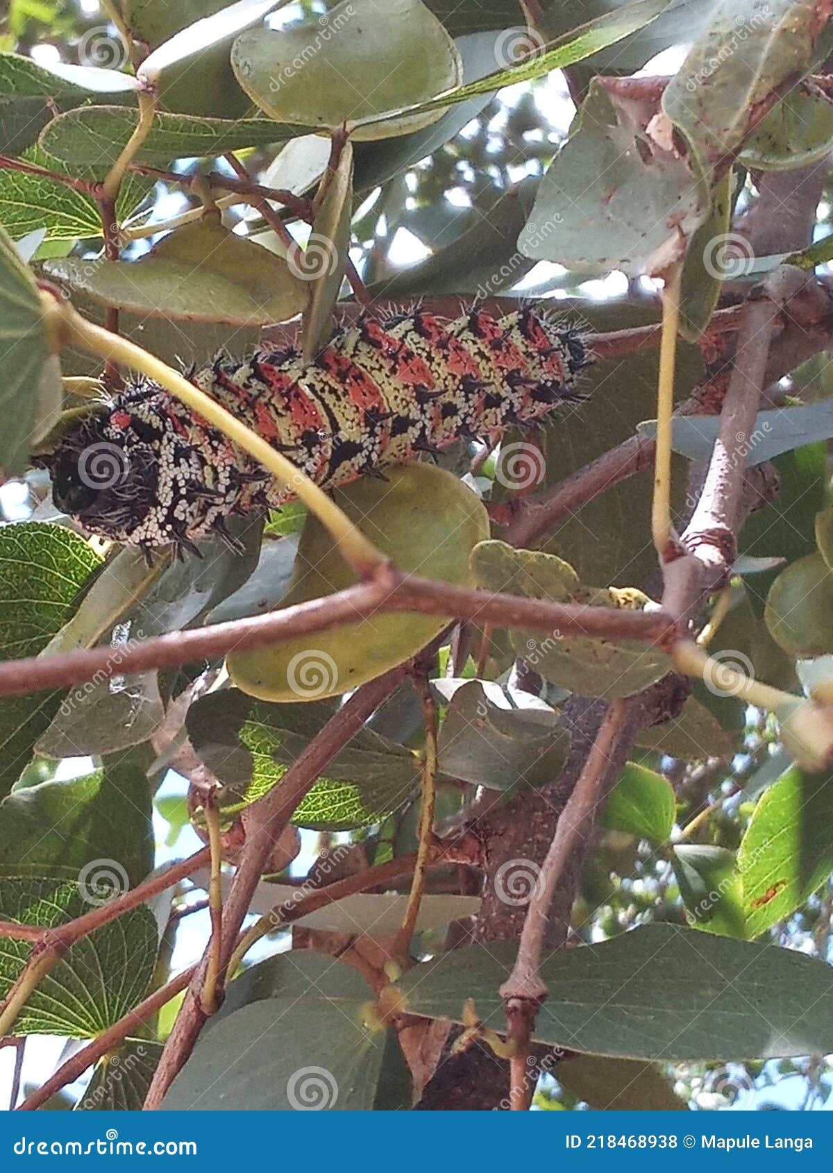 Mopani Worms from Mopani Tree Stock Photo - Image of food, berry: 218468938