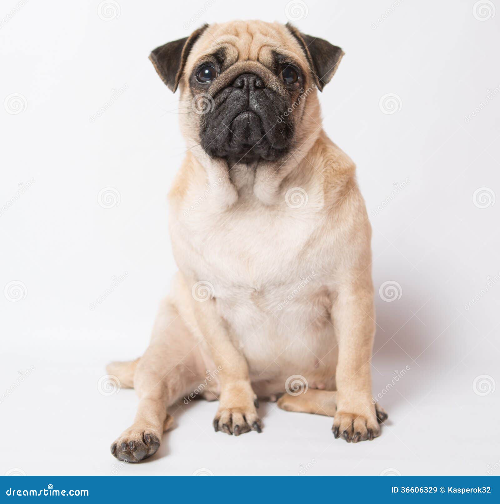 Mops obraz stock. Obraz złożonej z przestrzeń, sadło - 36606329