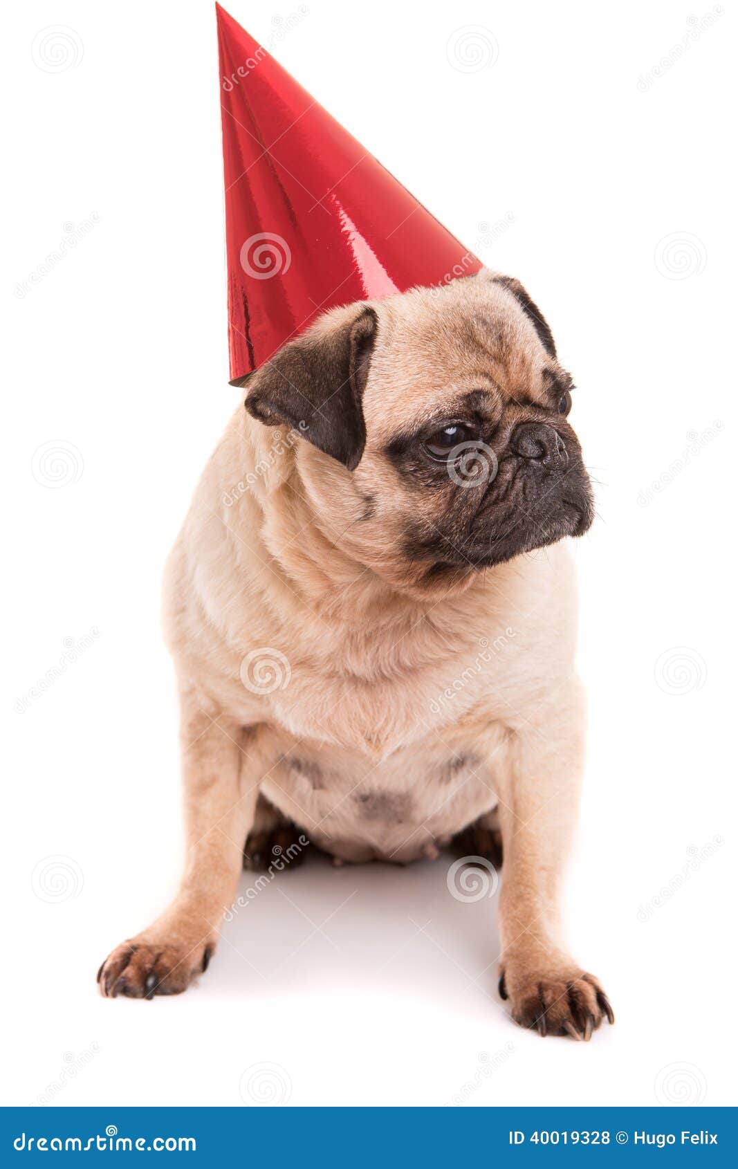 Mops arkivfoto. Bild av öron, däggdjur, hund, lyckligt - 40019328