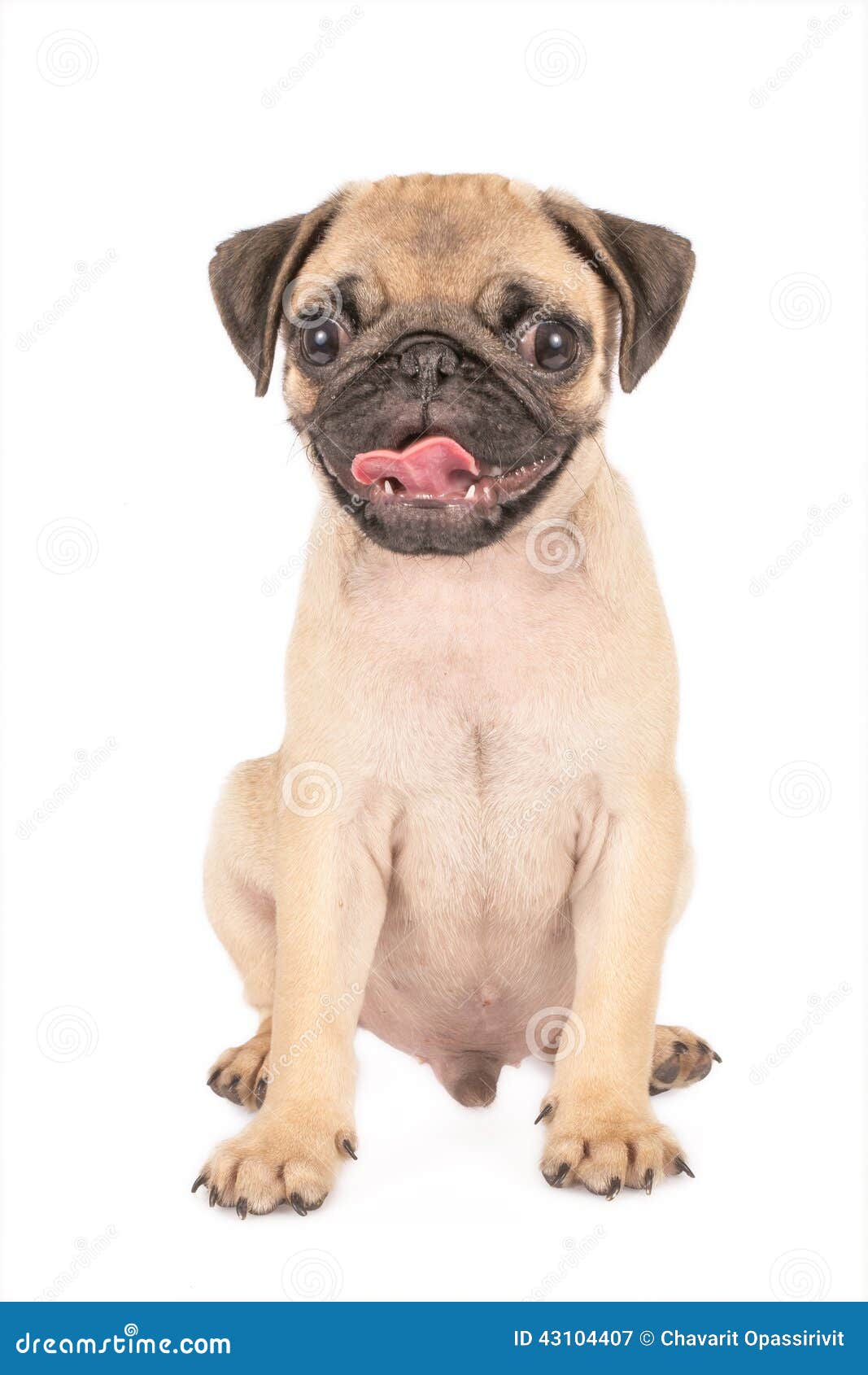 Mops fotografering för bildbyråer. Bild av gulligt, vovve - 43104407