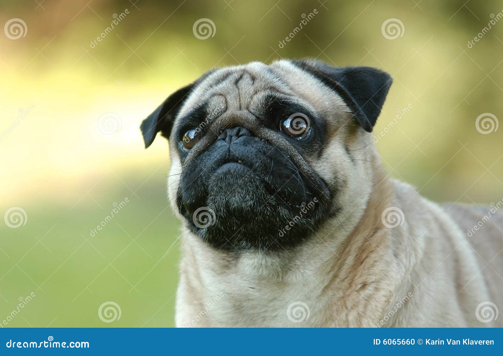 Mops Picture. Image: 6065660