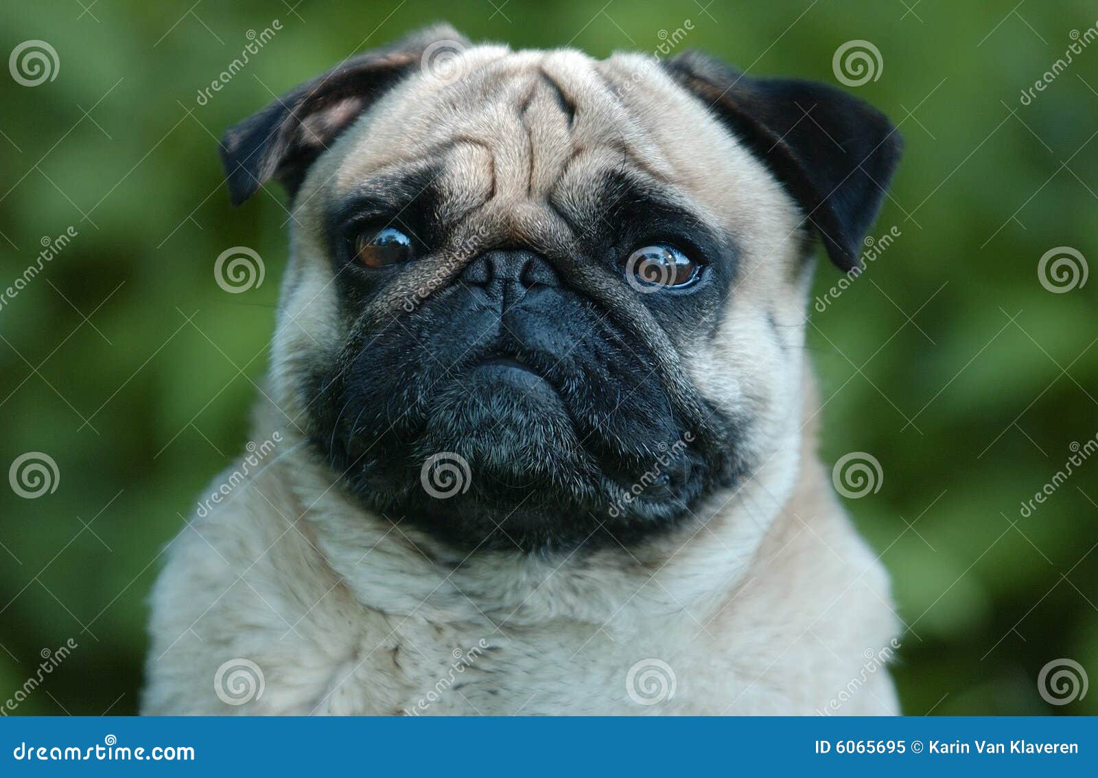 Mops stock image. Image of mops, expression, portrait - 6065695