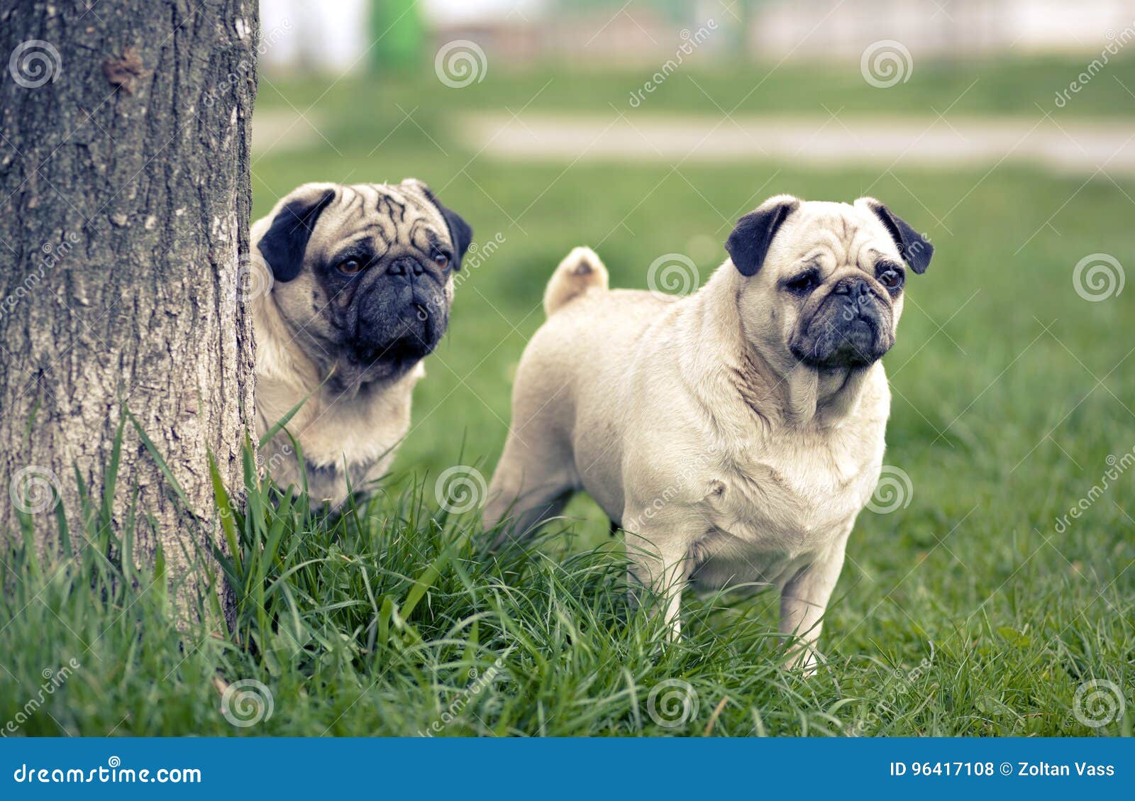 Mops dog guards stock photo. Image of puppy, canine, sitting - 96417108