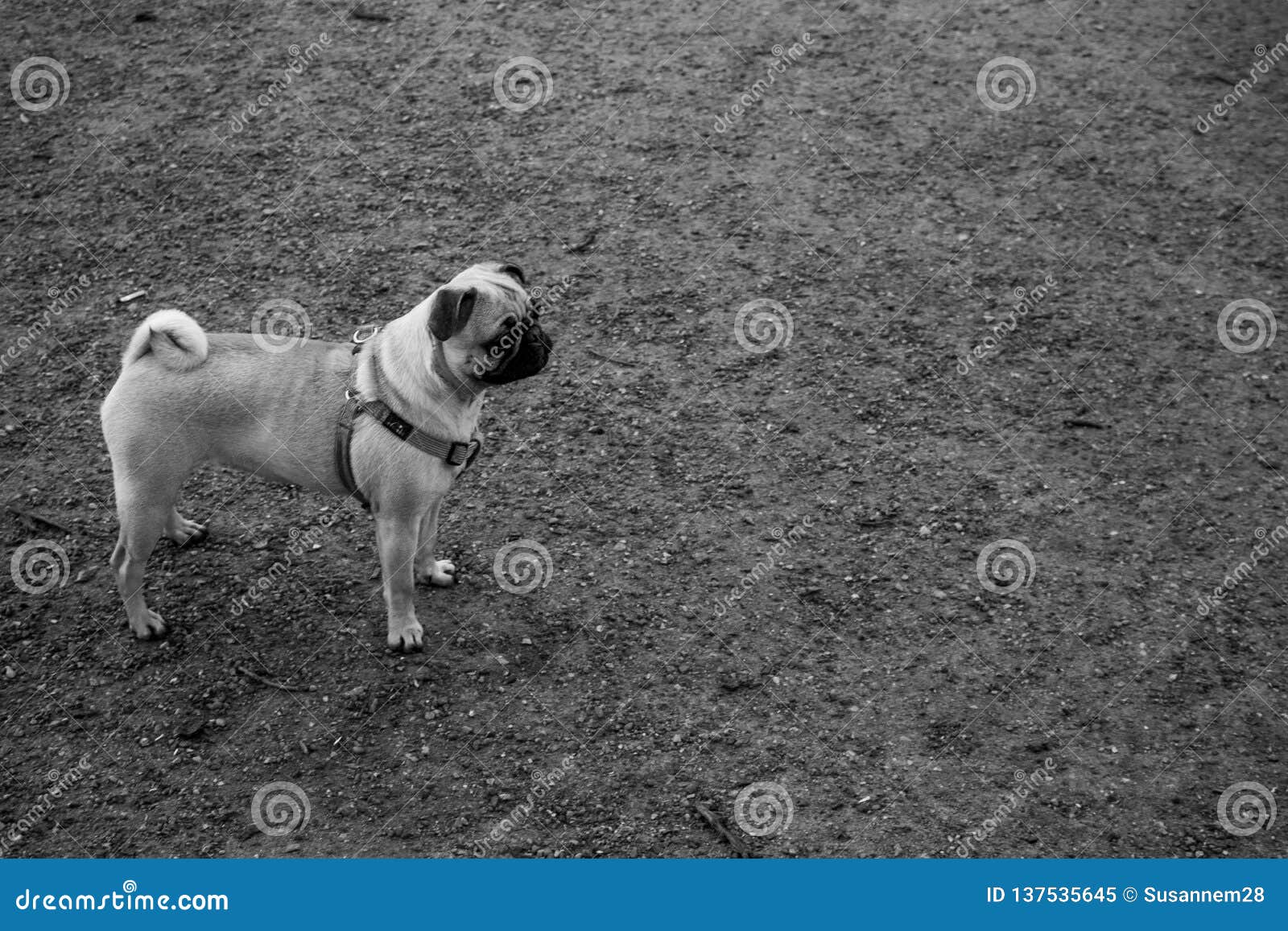 Mops dog in the park stock image. Image of white, landscape - 137535645