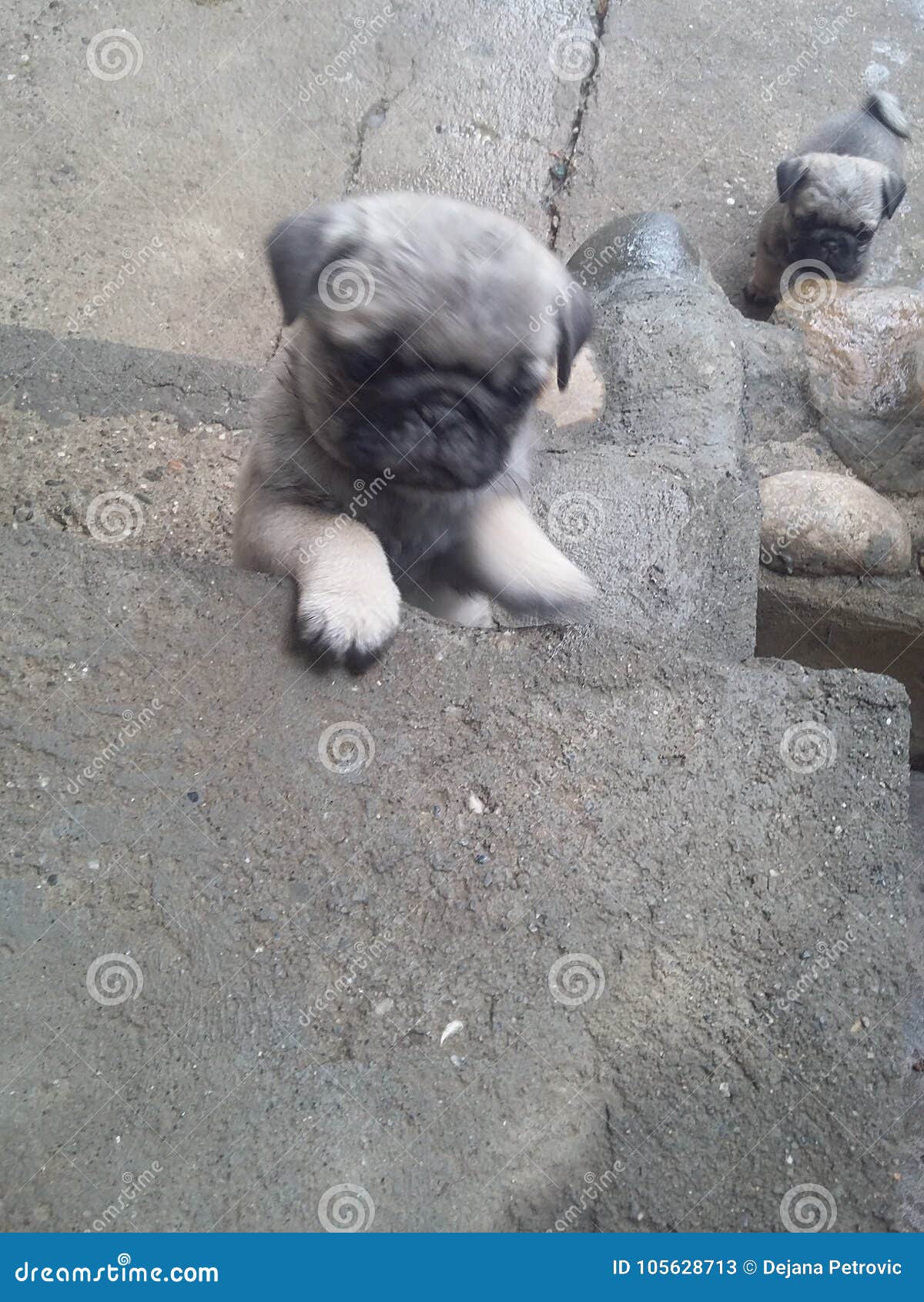 Mops stock image. Image of mops, small, puppy, beautiful - 105628713