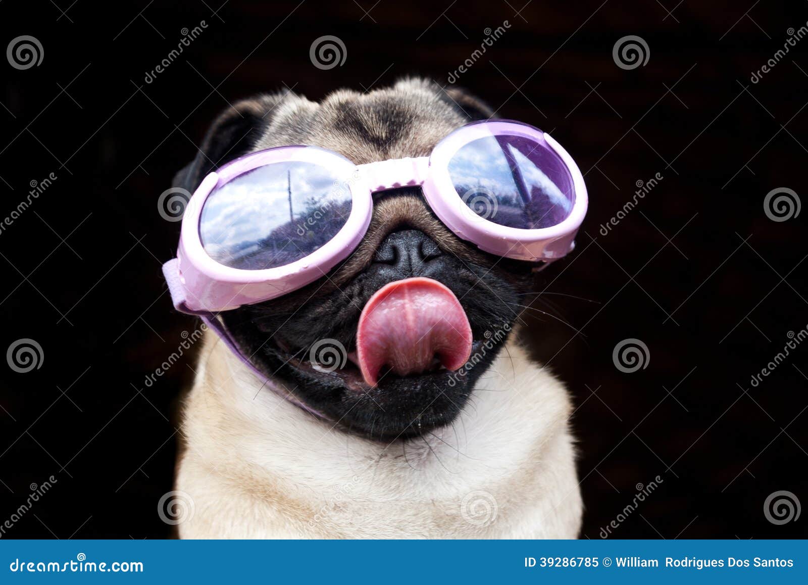 Mops med skyddsglasögon fotografering för bildbyråer. Bild av sorglig ...