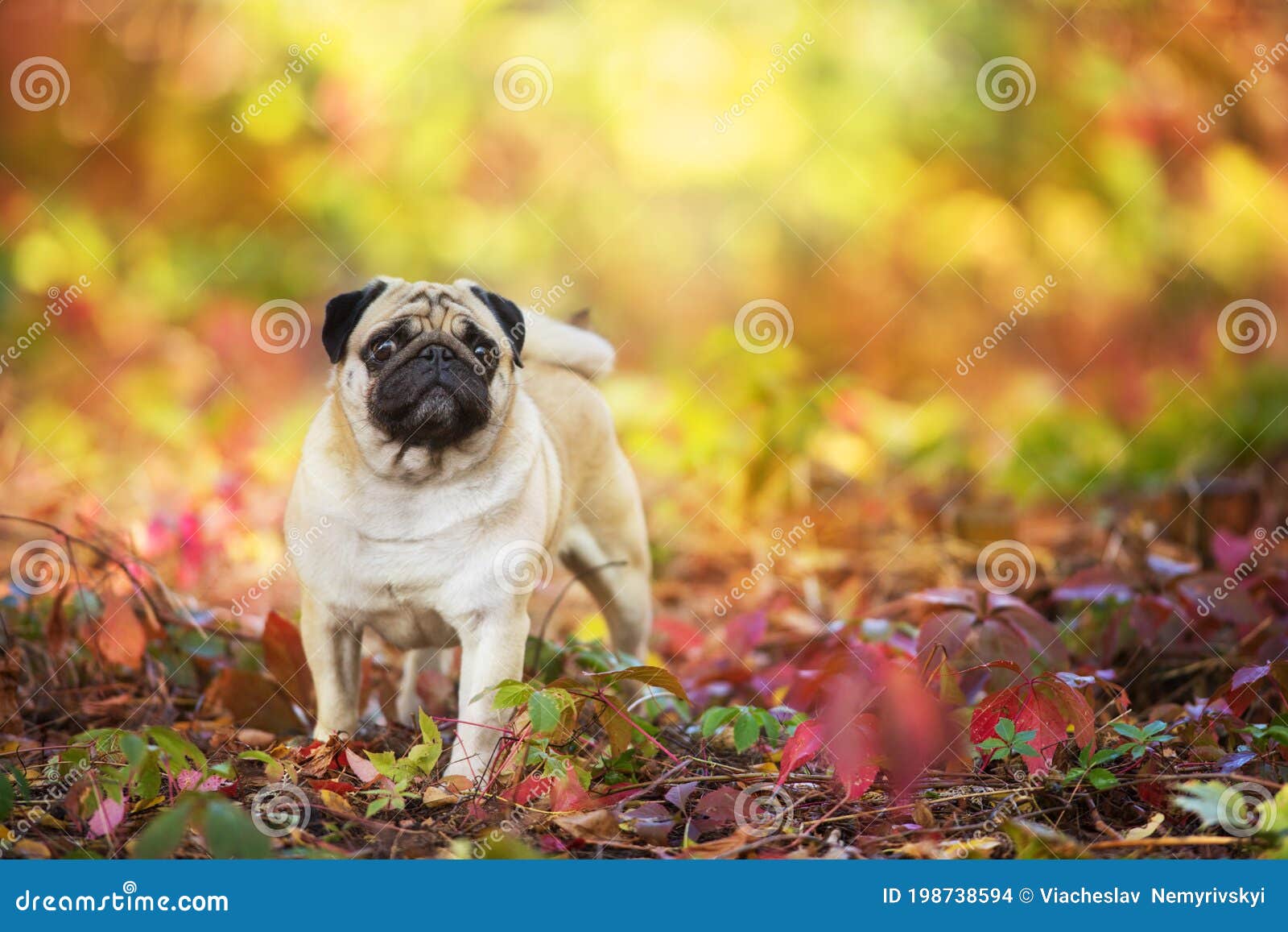 Mops Portrait in Fall Leaves Stock Photo - Image of mammal, outdoor ...