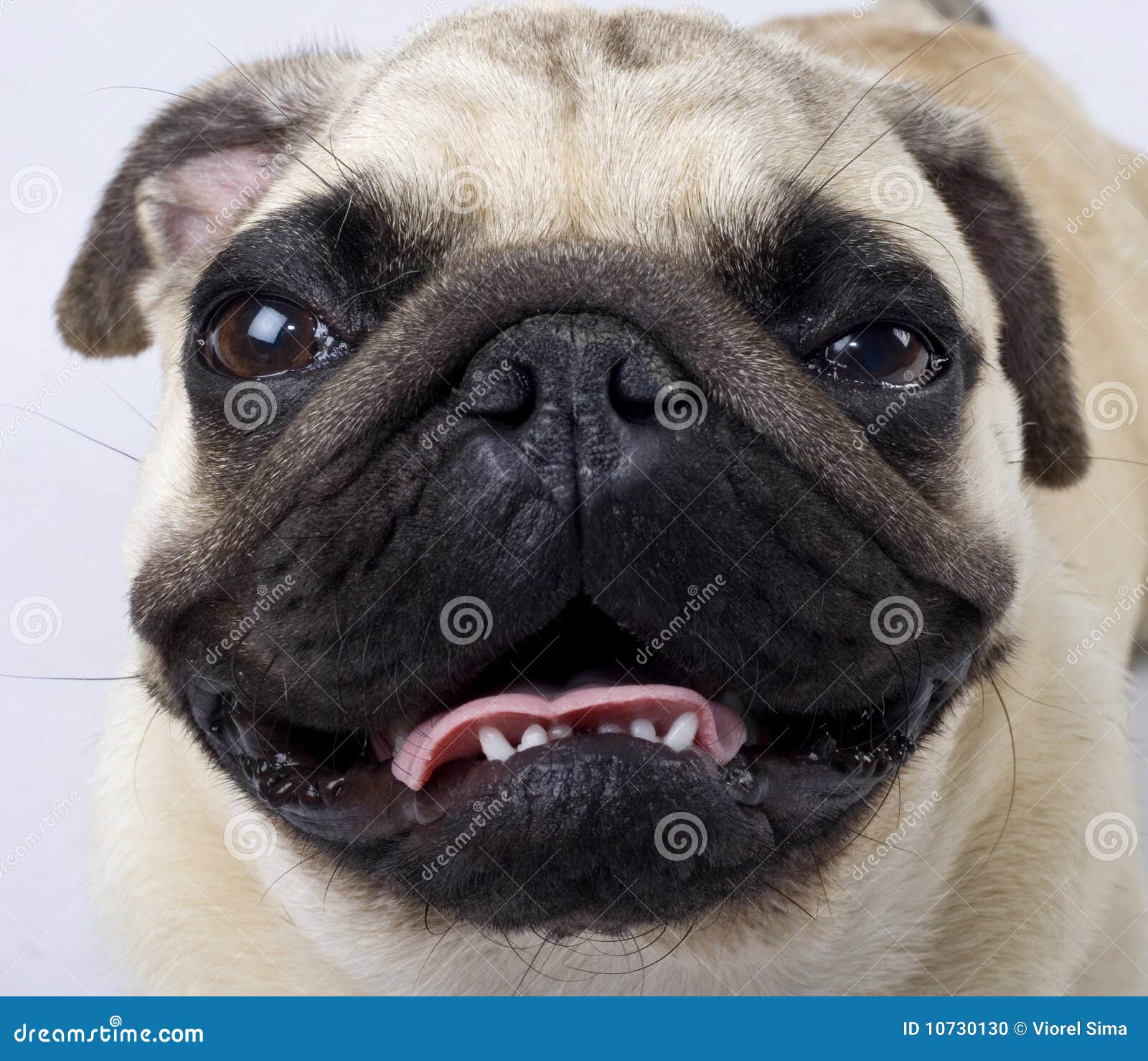 Mops-pug smiling face stock photo. Image of small, white - 10730130
