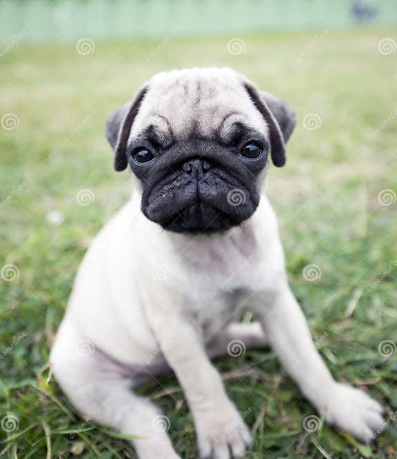 Mops puppy stock photo. Image of face, nose, adorable - 15276342
