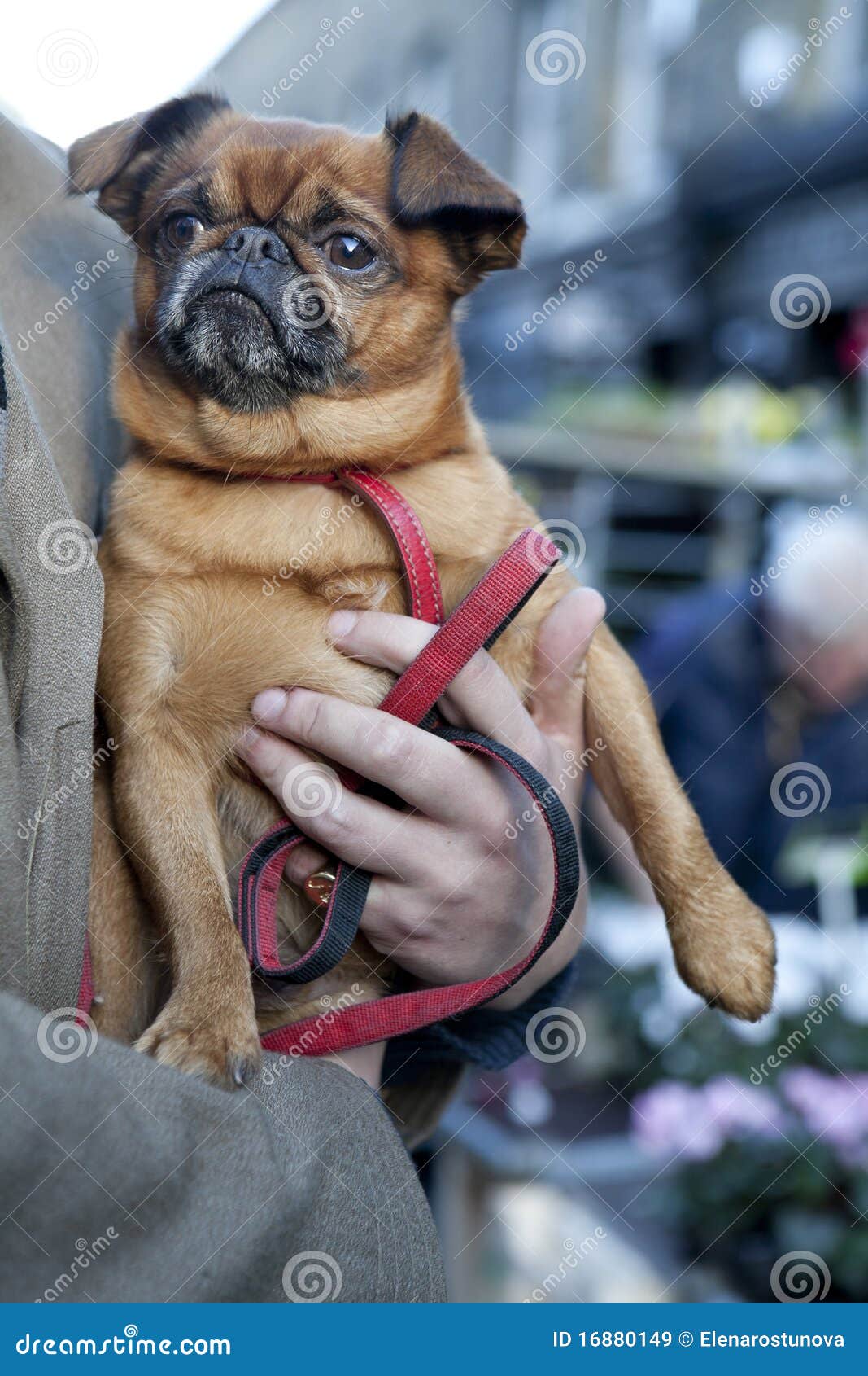 Mops puppy stock image. Image of whelp, doggy, beautiful - 16880149