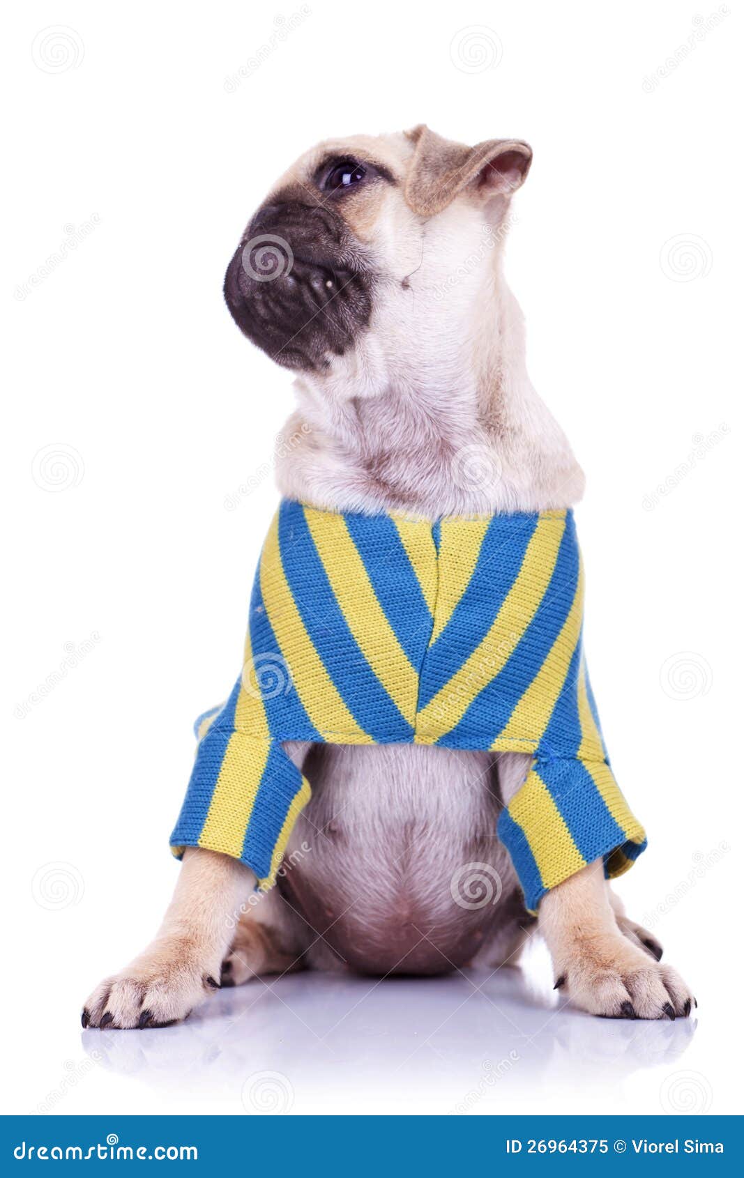 Mops Puppy Dog with Head Turned Stock Image - Image of cute, mops: 26964375