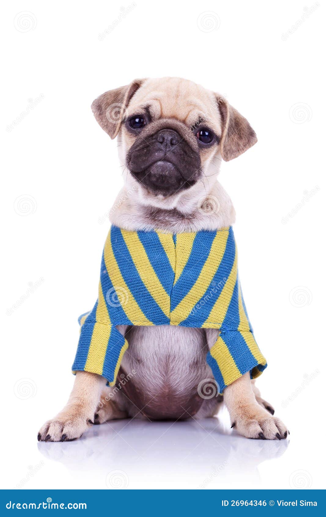 Mops Puppy Tilted Head Stock Photos - Free & Royalty-Free Stock Photos ...