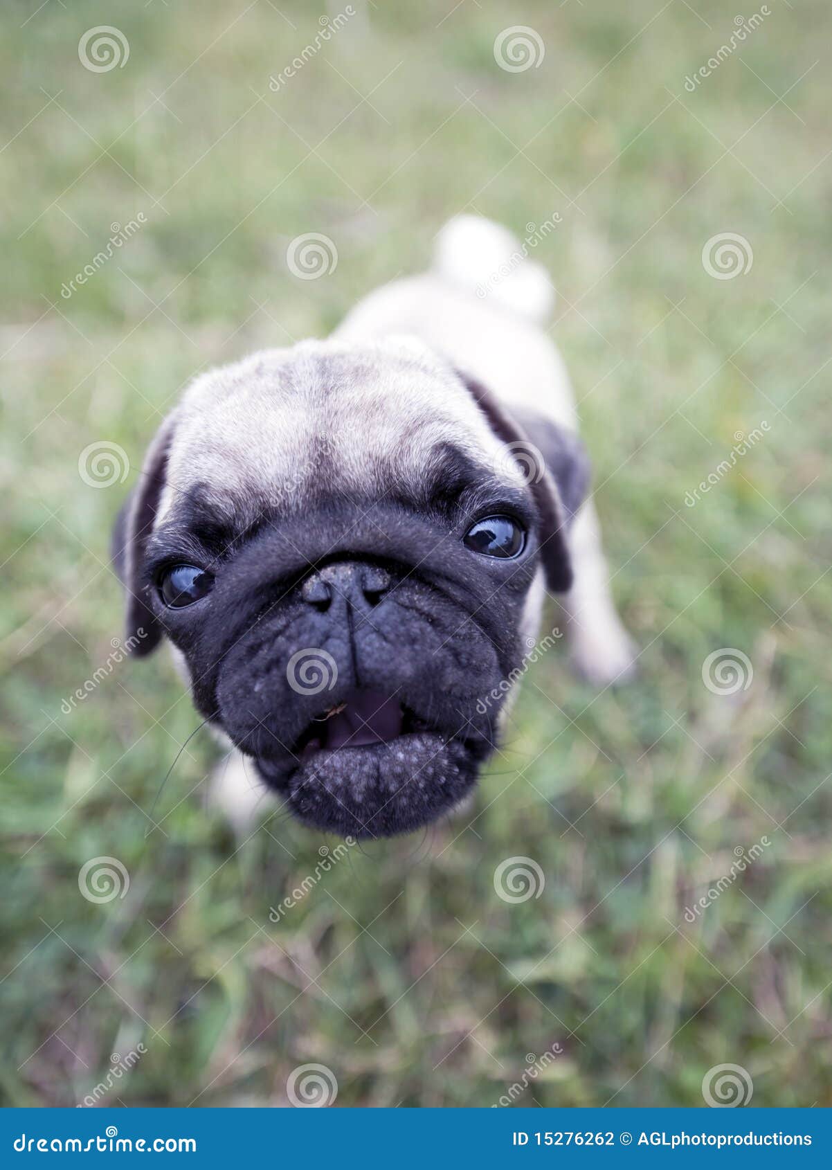 Mops Puppy - Wide Angle stock photo. Image of sweet, view - 15276262