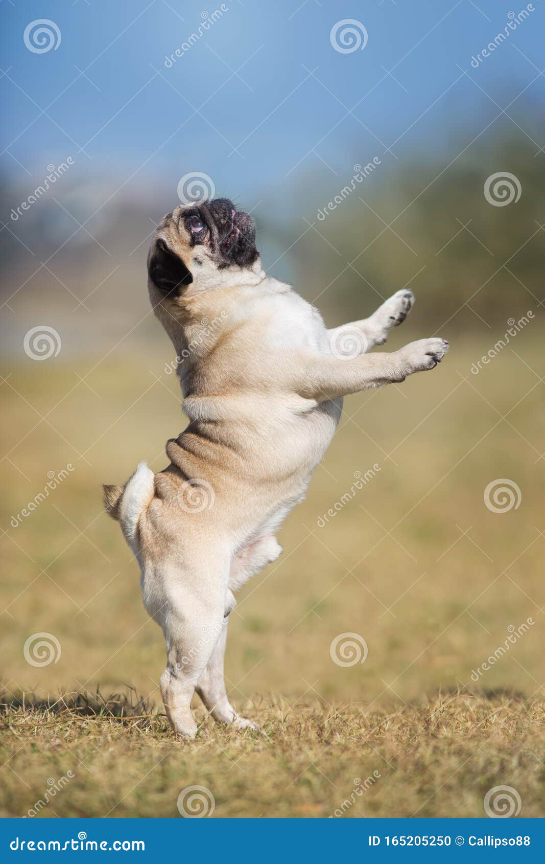 Mops portrait close up stock photo. Image of head, close - 165205250