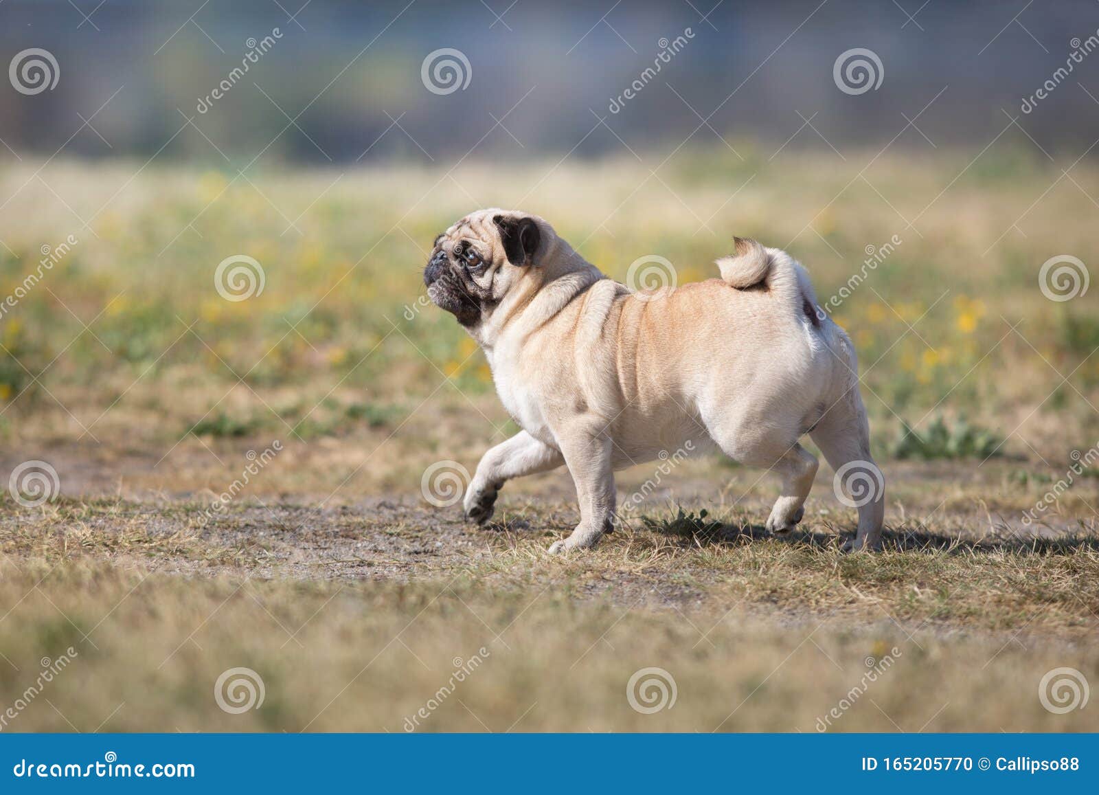 Mops run outdoor stock photo. Image of fall, outside - 165205770
