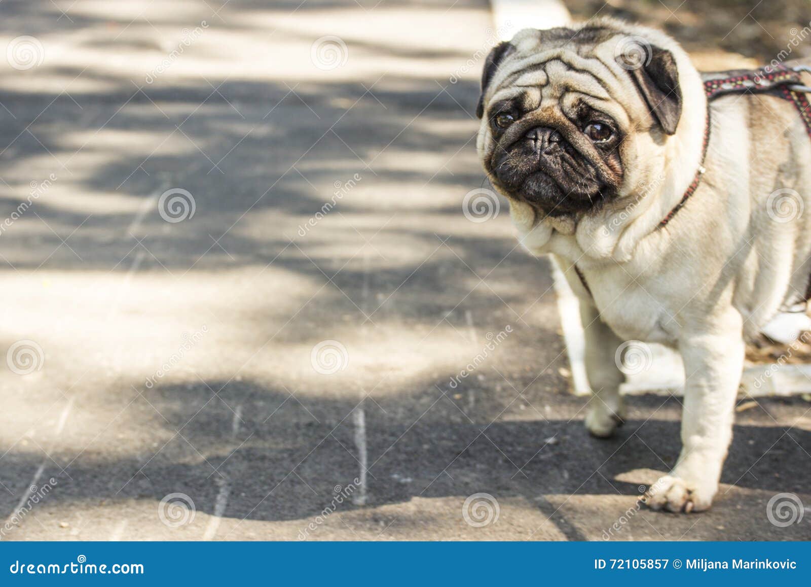 Mops tapeta obraz stock. Obraz złożonej z drewniany, tło - 72105857