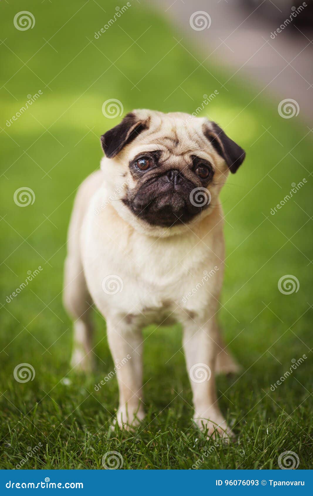 Mopsa psi cutie obraz stock. Obraz złożonej z piesek - 96076093