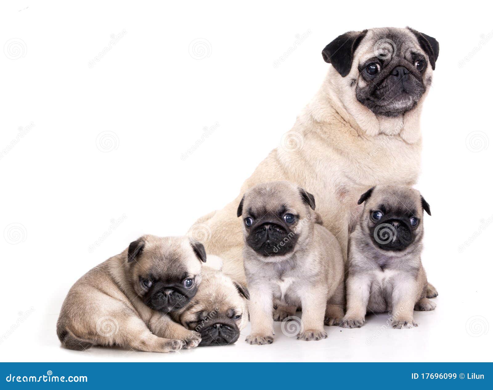 Mopsa szczeniaka purebred obraz stock. Obraz złożonej z pionowo - 17696099