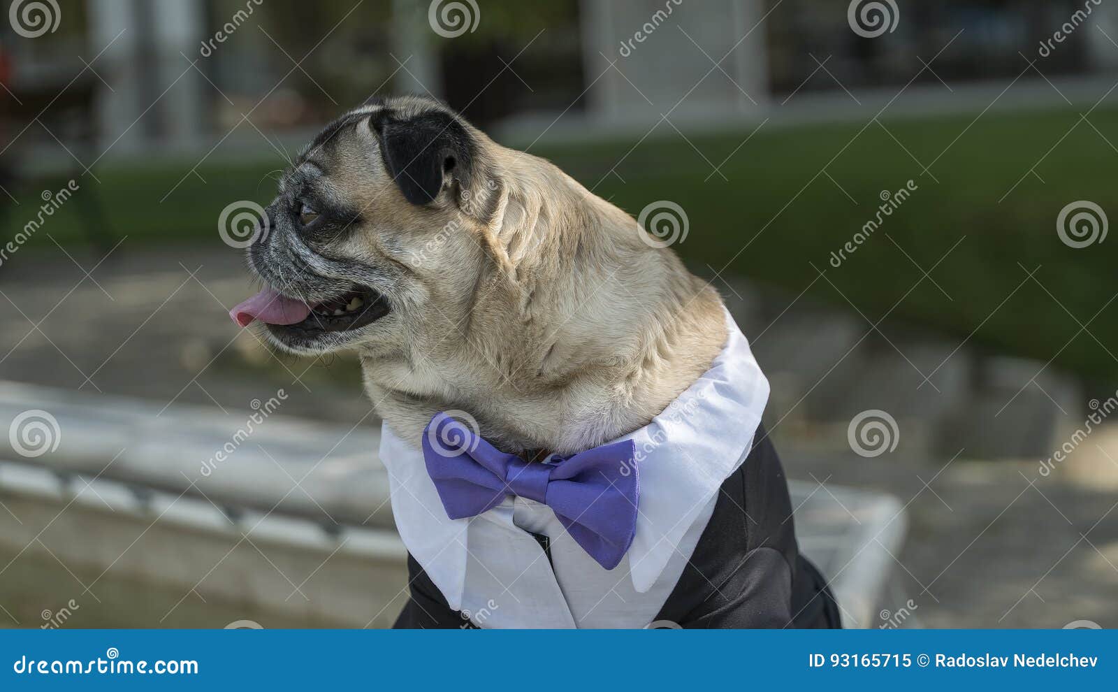 Mopse dog profile stock image. Image of friend, creature - 93165715