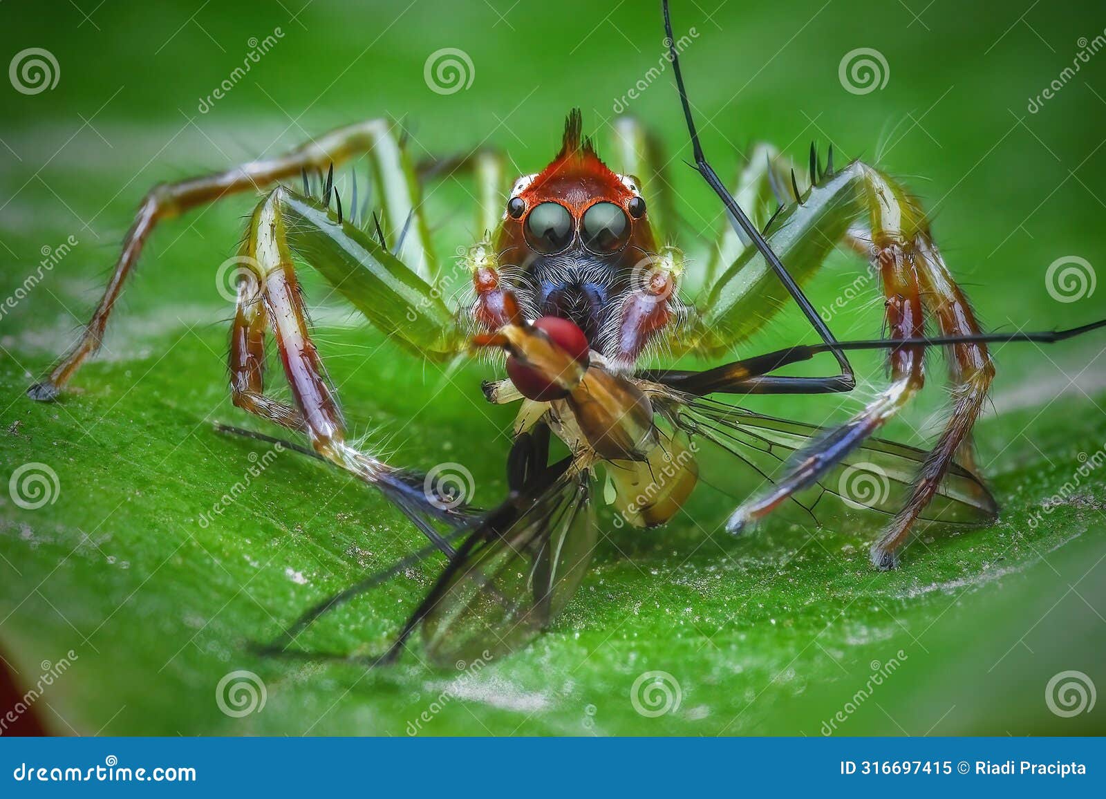 Mopsus Mormon Jumping Spider with Prey Stock Image - Image of arachnida ...
