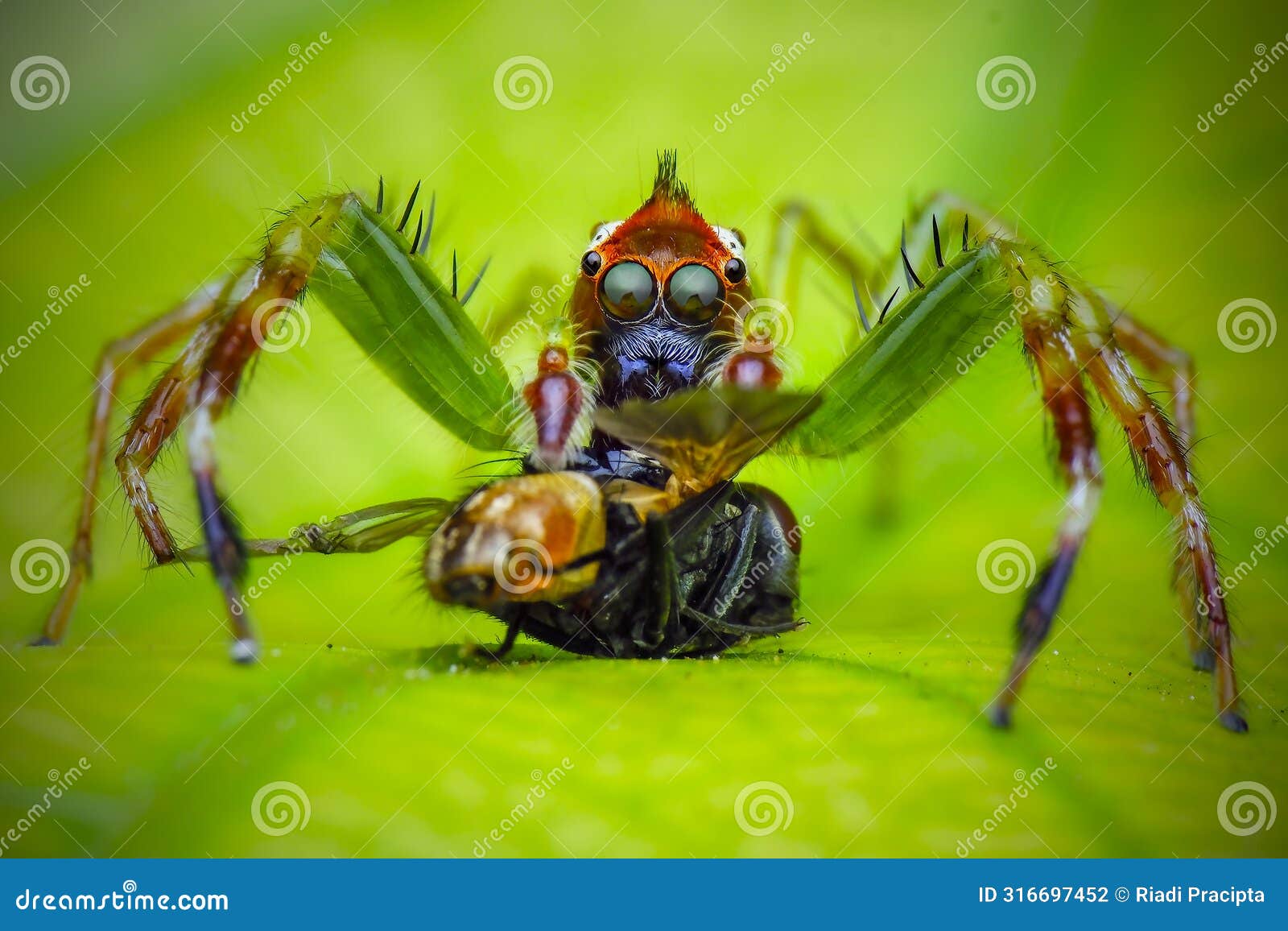 Mopsus Mormon Jumping Spider with Prey Stock Photo - Image of insect ...
