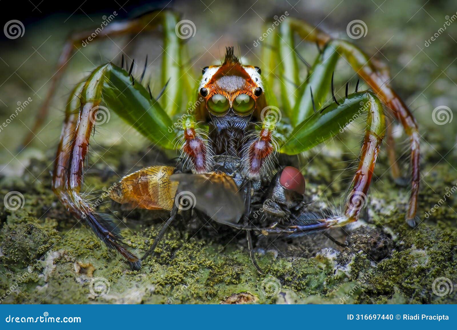 Mopsus Mormon Jumping Spider with Prey Stock Photo - Image of green ...