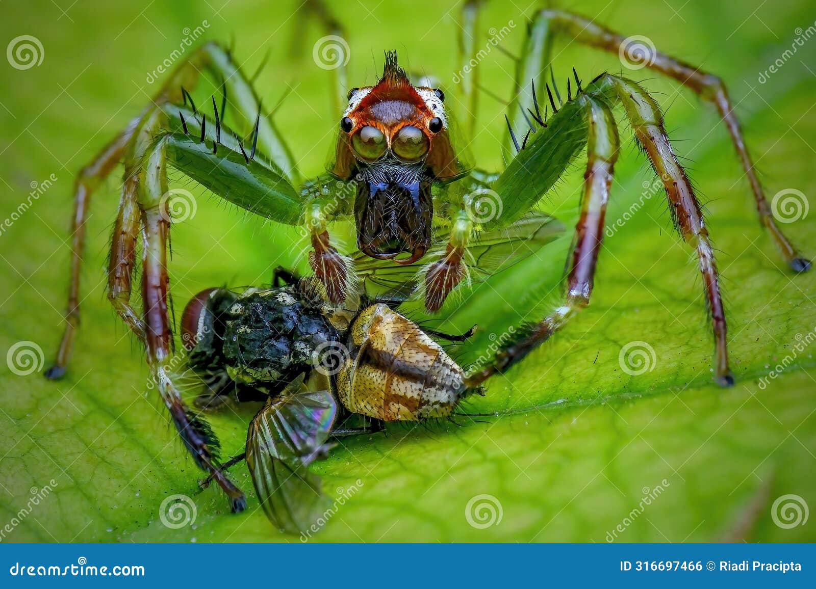 Mopsus Mormon Jumping Spider with Prey Stock Photo - Image of closeup ...
