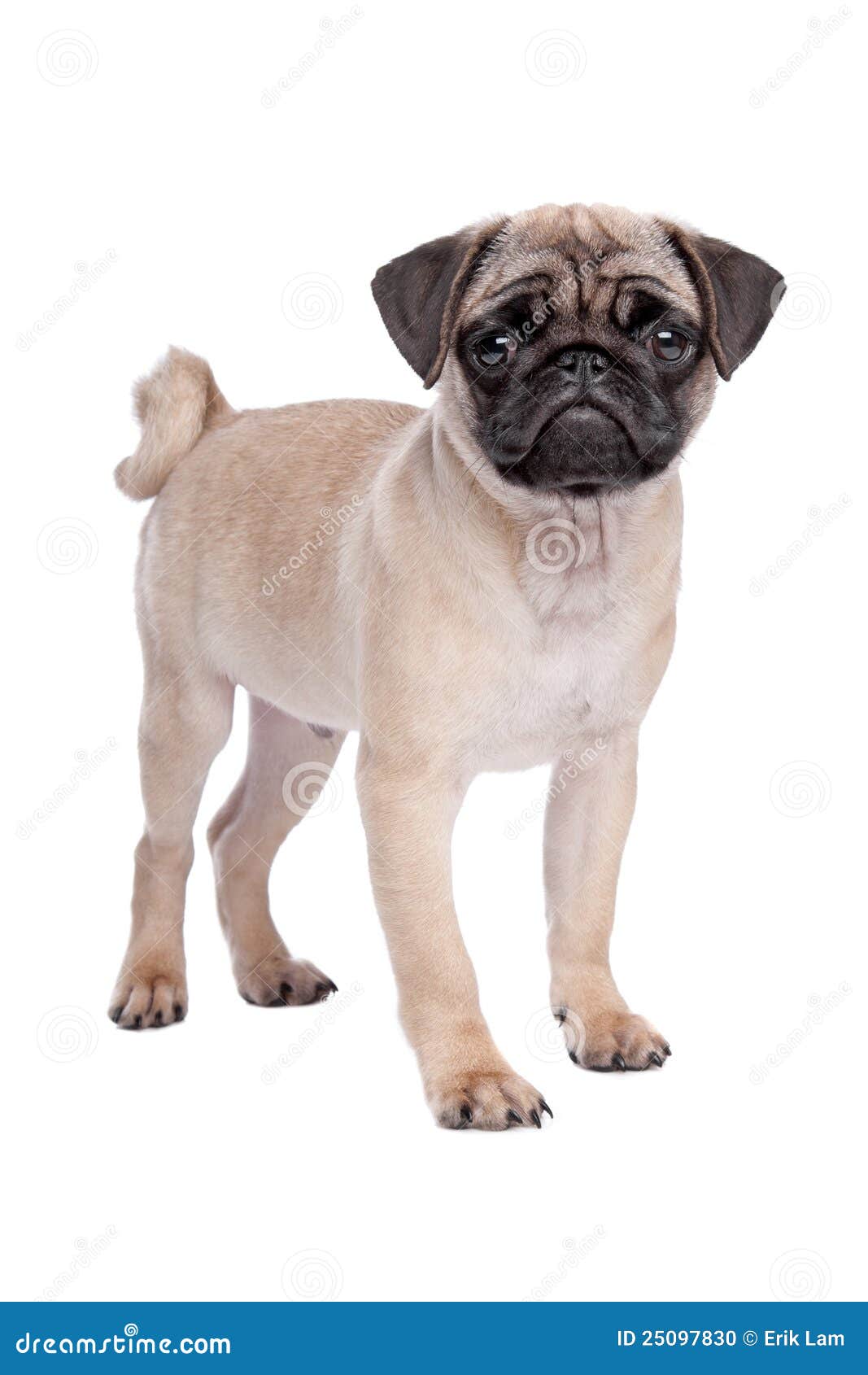 Mopsvalp arkivfoto. Bild av sorglig, papp, vovve, sugrör - 25097830