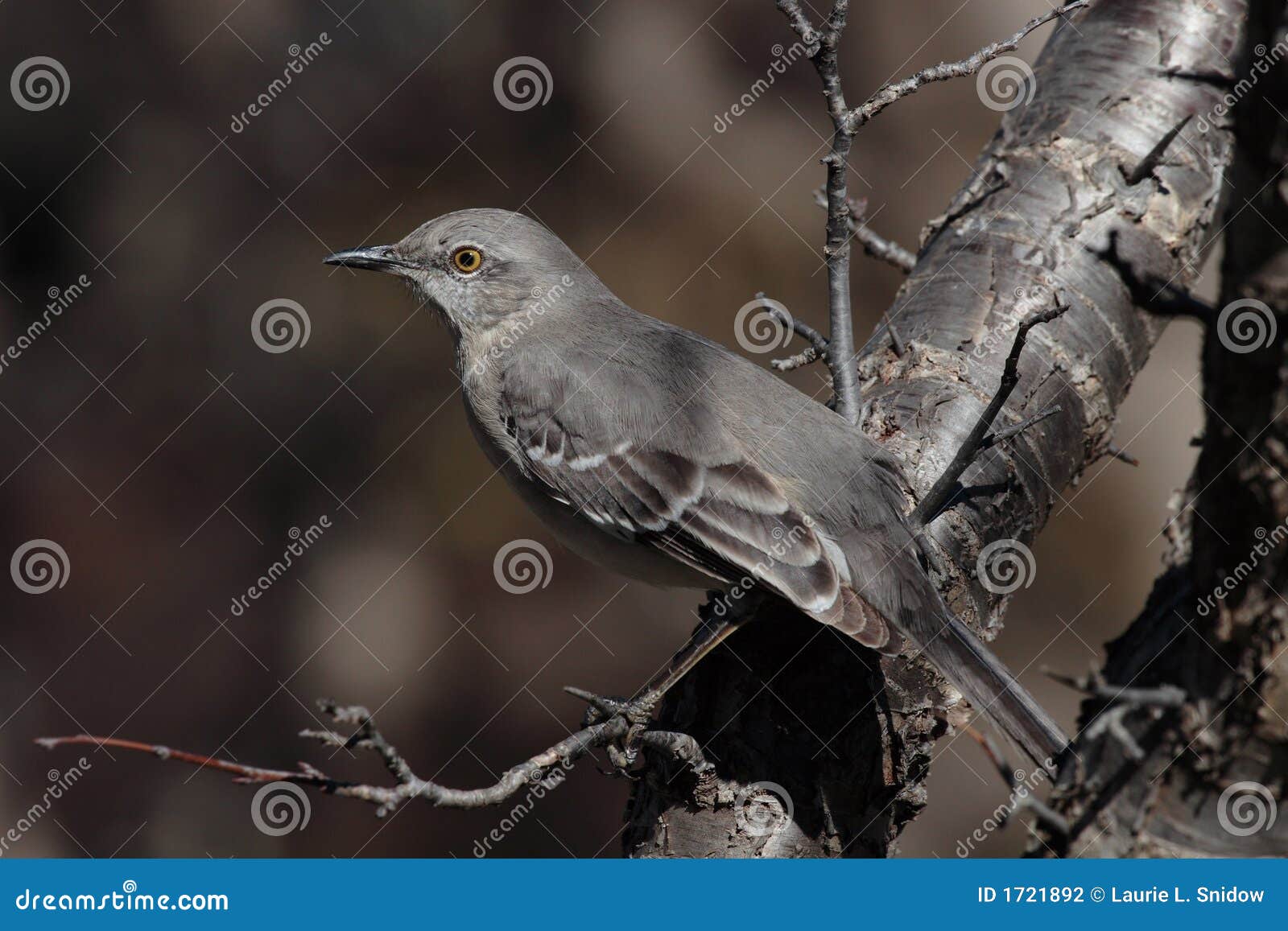 Moqueur photo stock. Image du raillerie, texas, aile, oiseau - 1721892