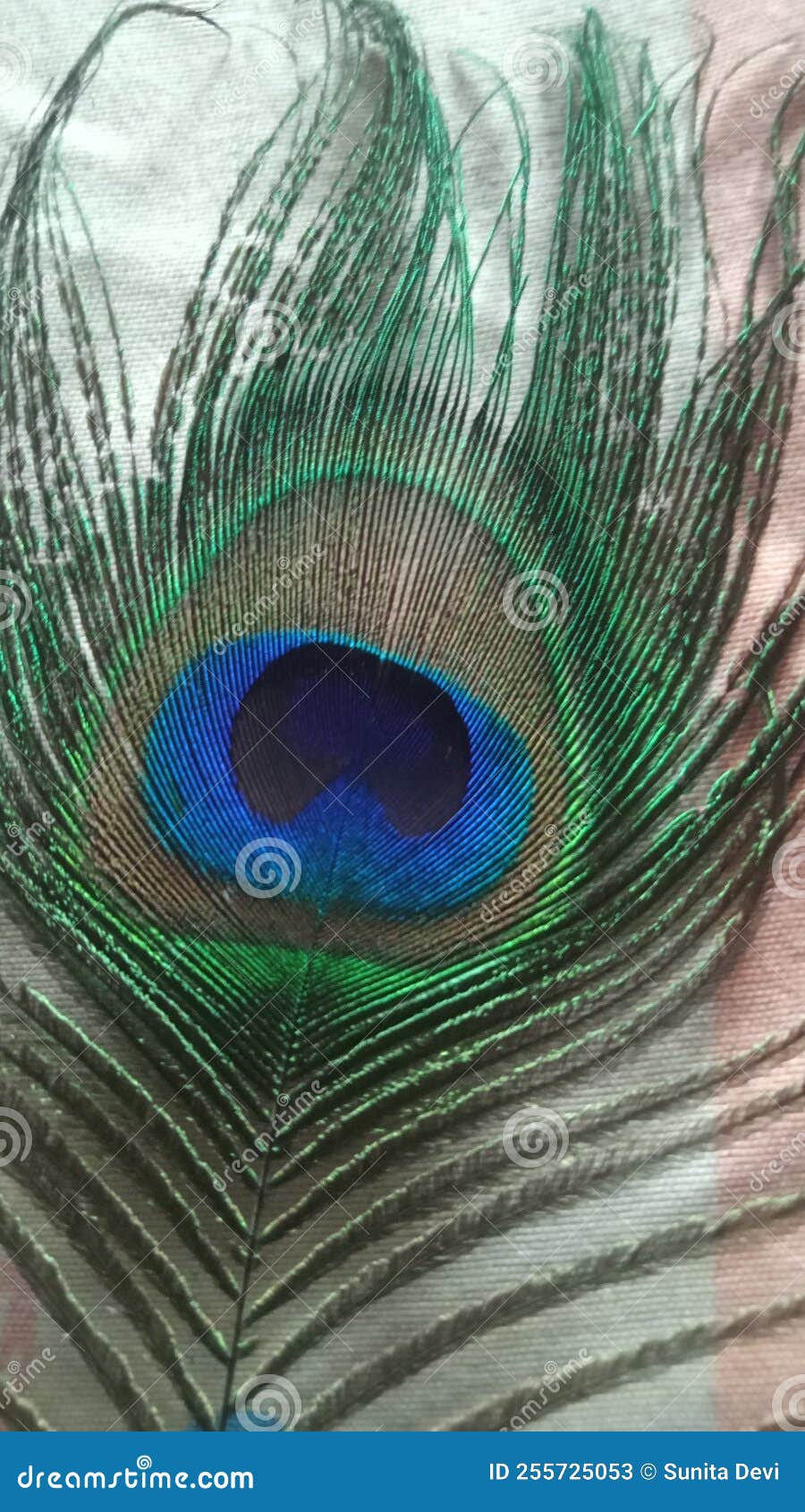 Pankh Design Stock Photos - Free & Royalty-Free Stock Photos from ...