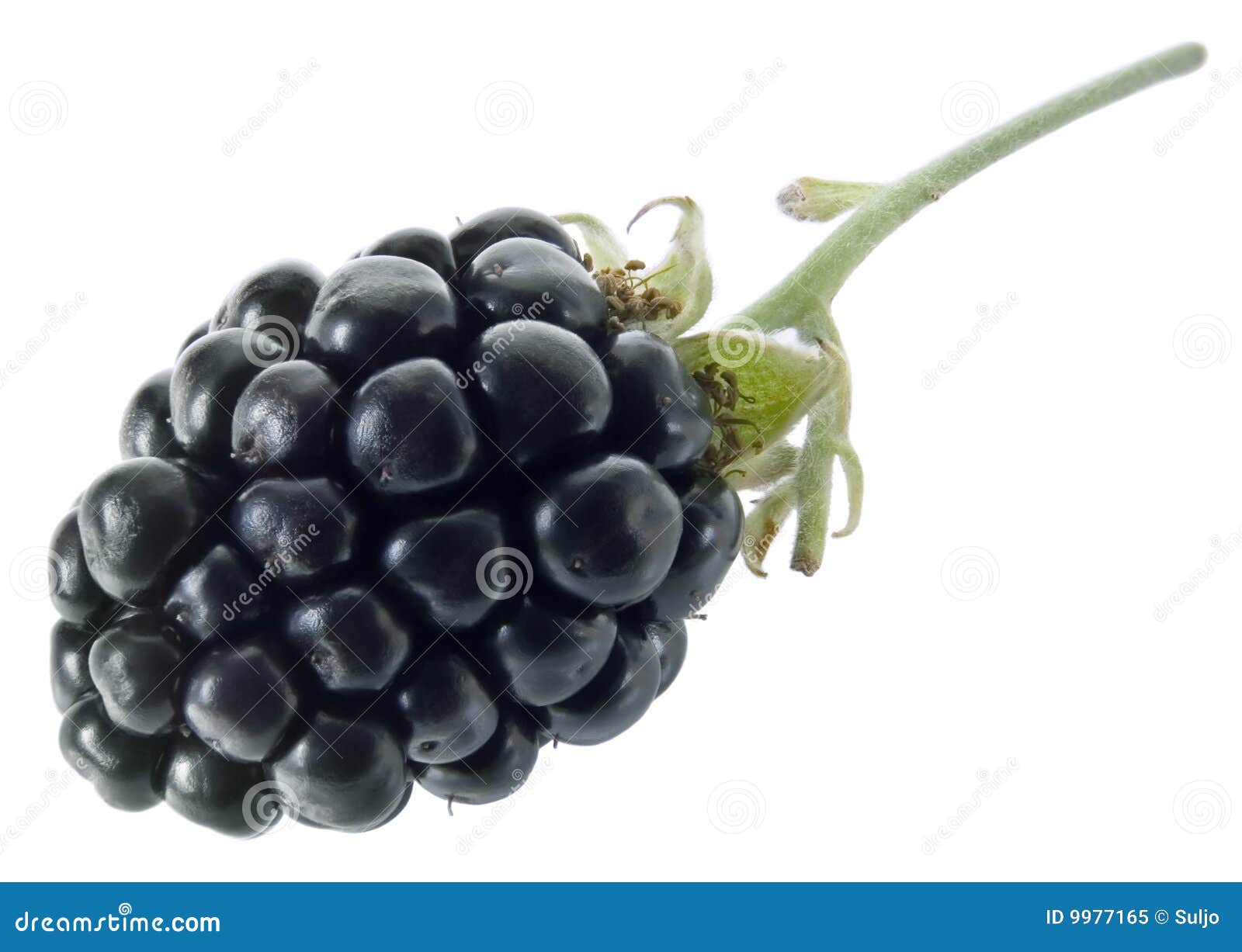 Mora immagine stock. Immagine di nutrizione, isolato, freschezza - 9977165