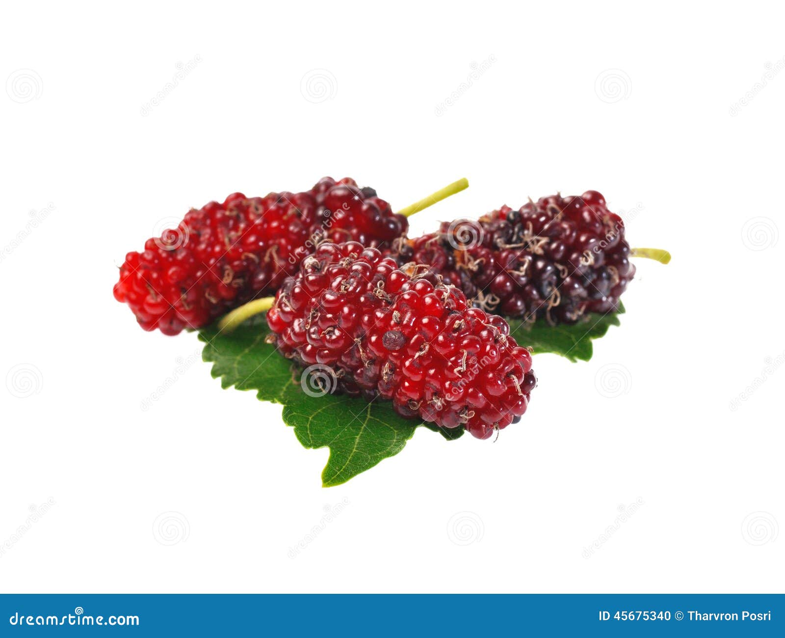 Mora Aislada En El Fondo Blanco Foto de archivo - Imagen de fresco ...