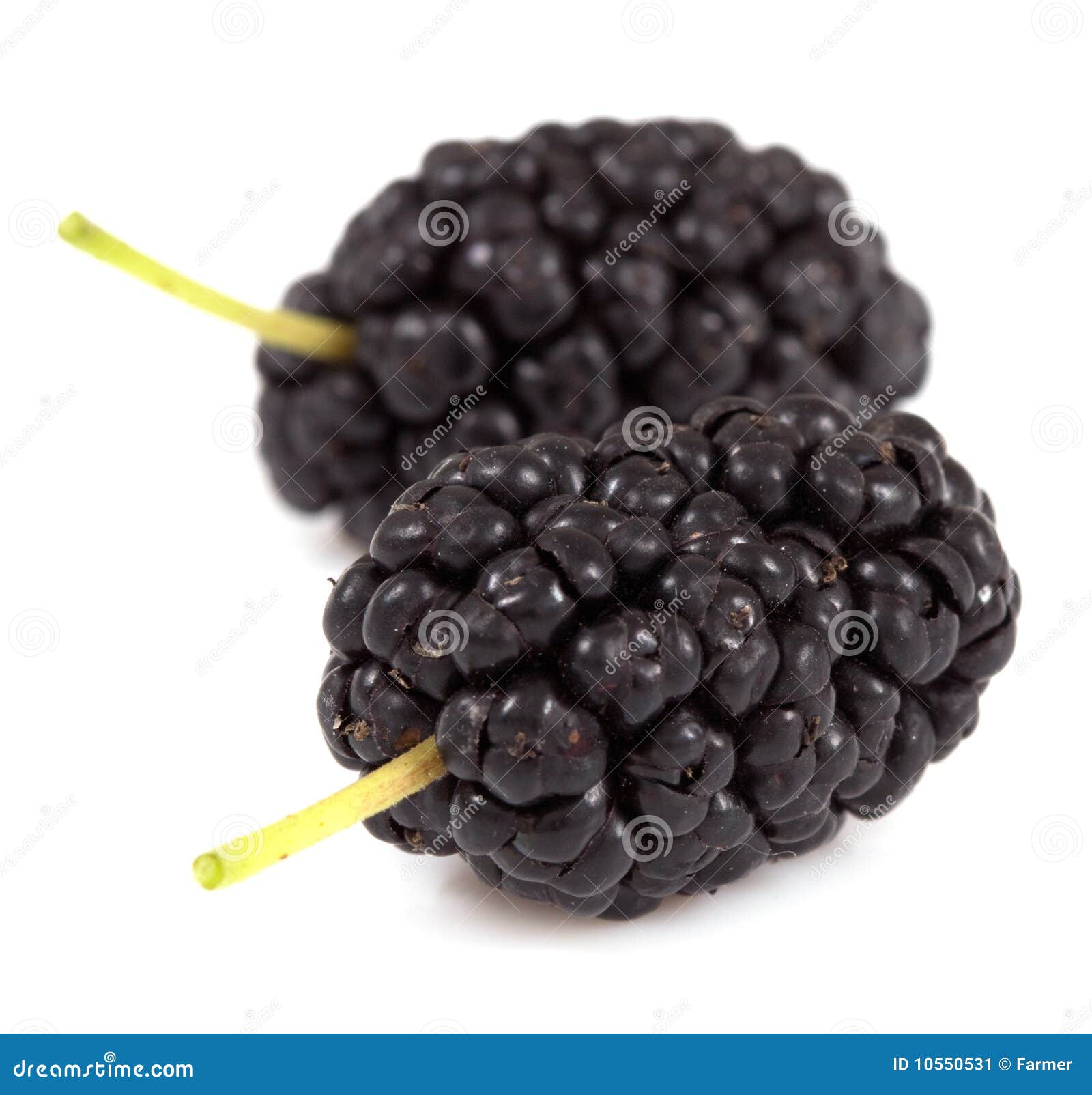 Mora en aislado imagen de archivo. Imagen de fresco, baya - 10550531