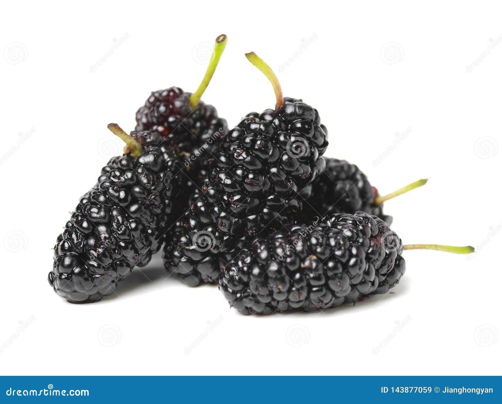 Mora en el fondo blanco imagen de archivo. Imagen de aislado - 143877059