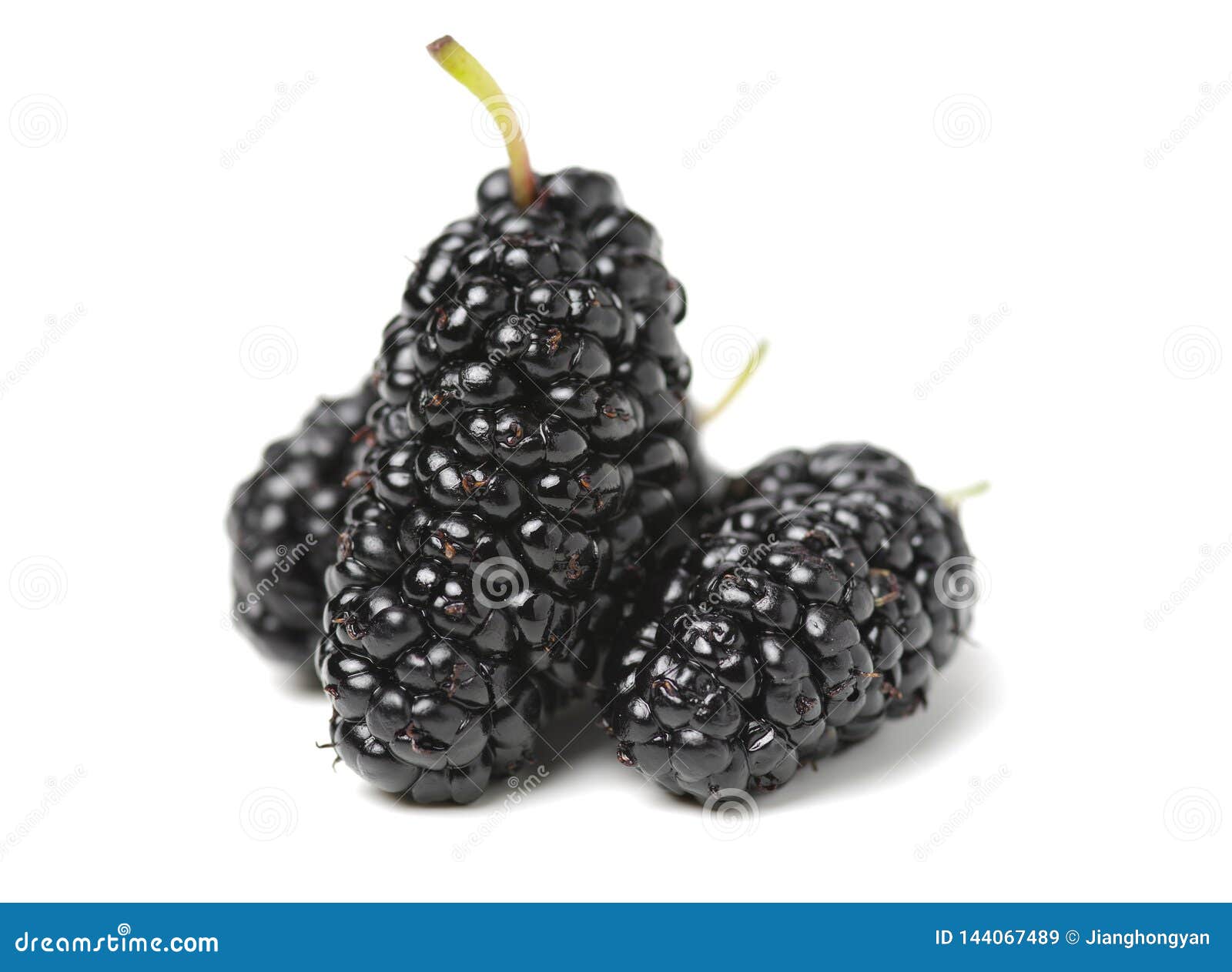 Mora en el fondo blanco imagen de archivo. Imagen de baya - 144067489