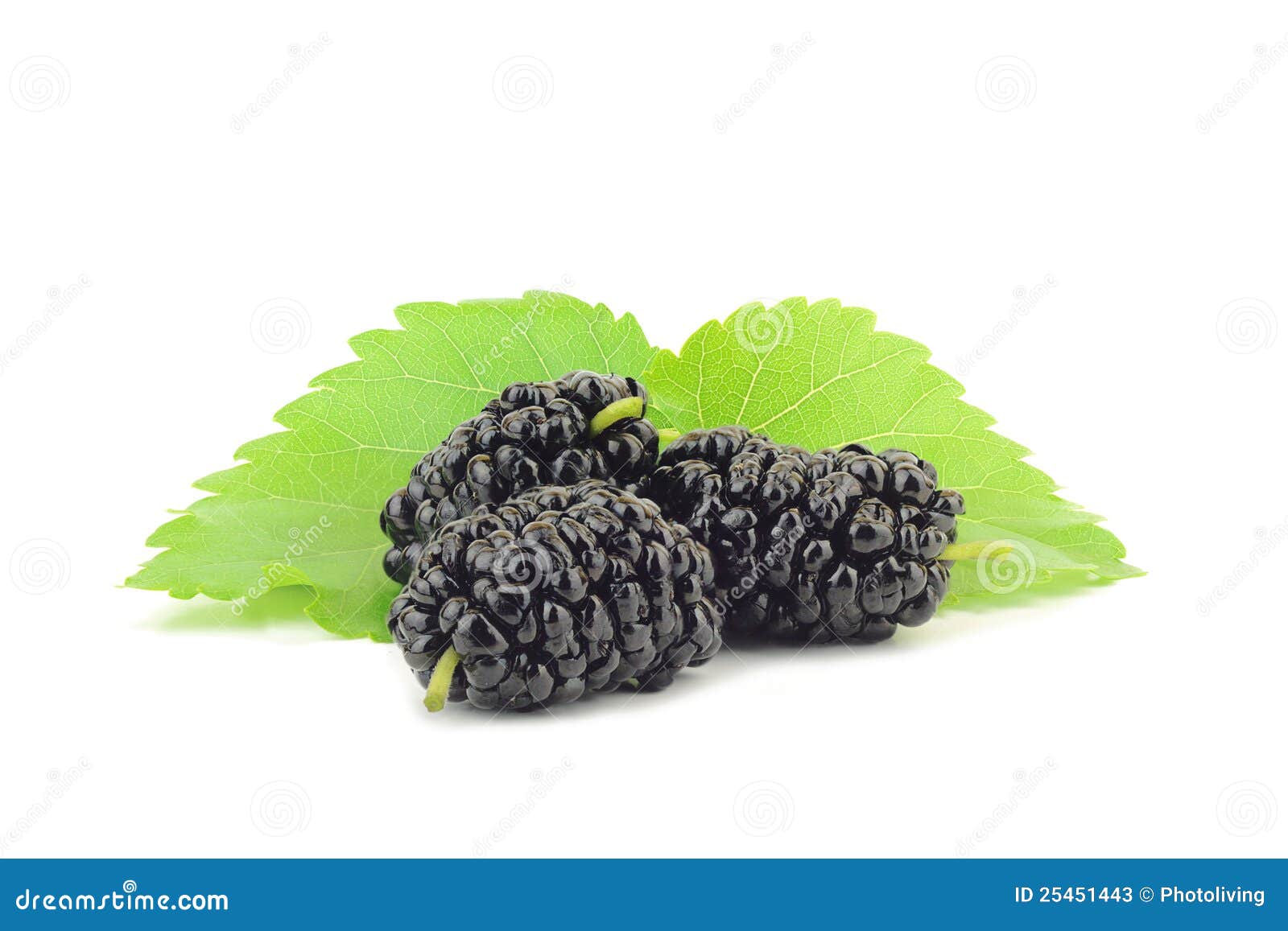 Mora en el fondo blanco imagen de archivo. Imagen de fresco - 25451443