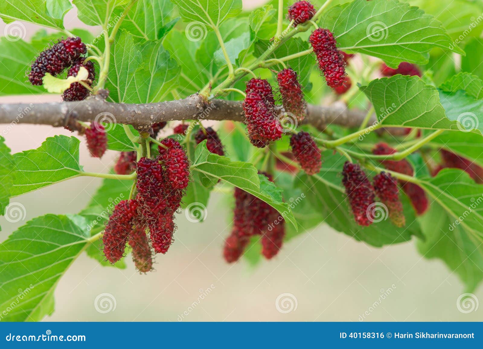 Mora fresca en árbol foto de archivo. Imagen de macro - 40158316