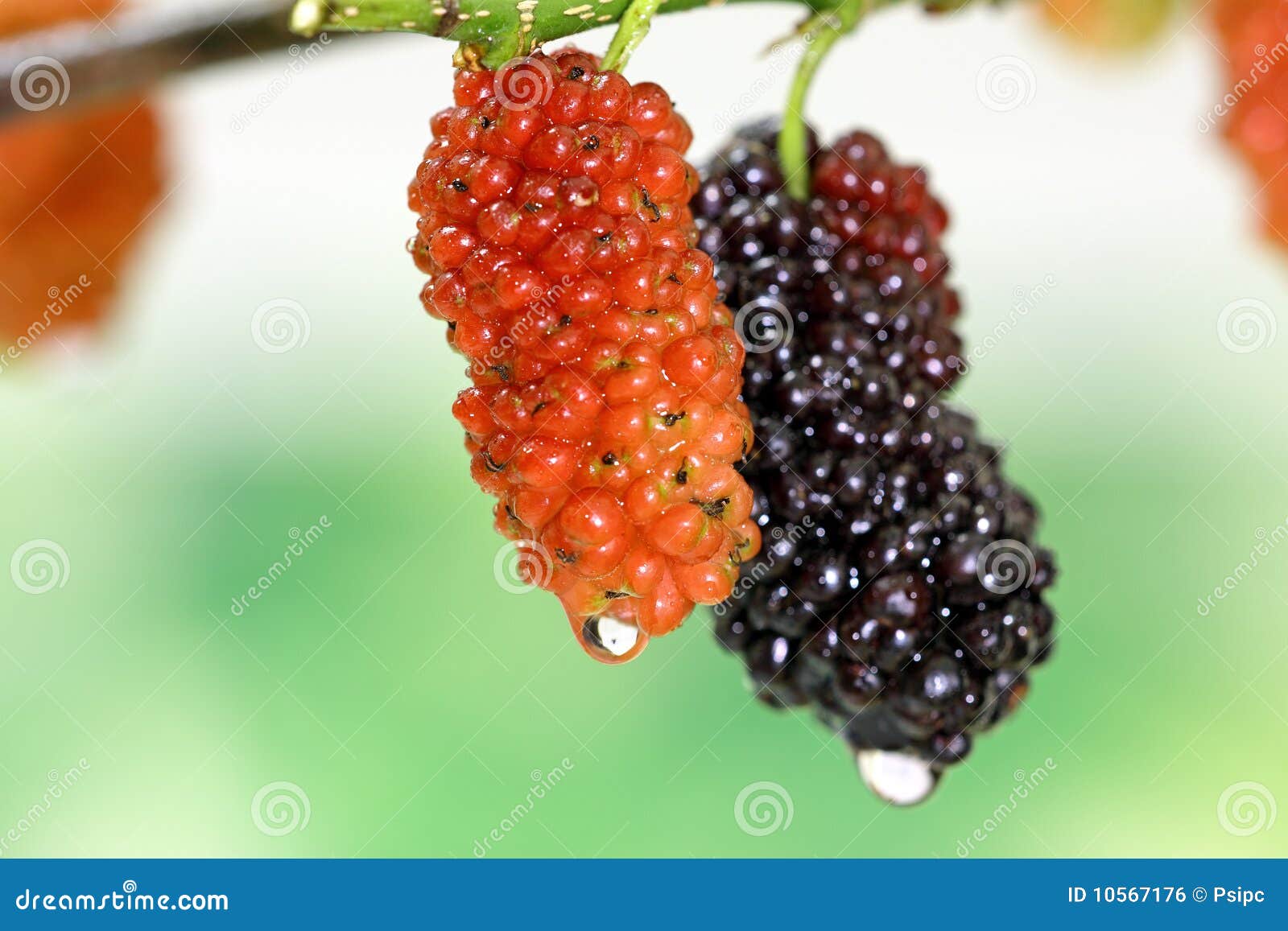 Mora, fruta roja deliciosa foto de archivo. Imagen de verde - 10567176