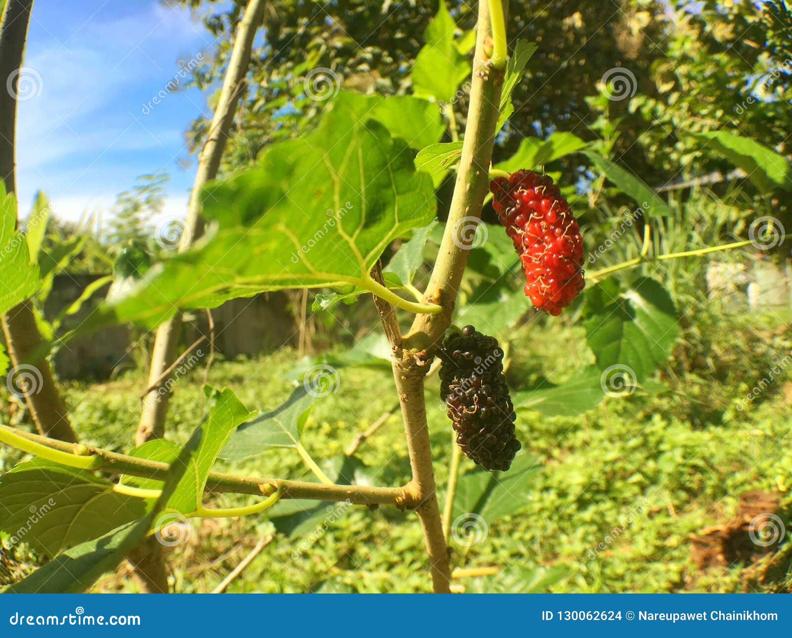 Mora &Red negra foto de archivo. Imagen de rojo, morada - 130062624