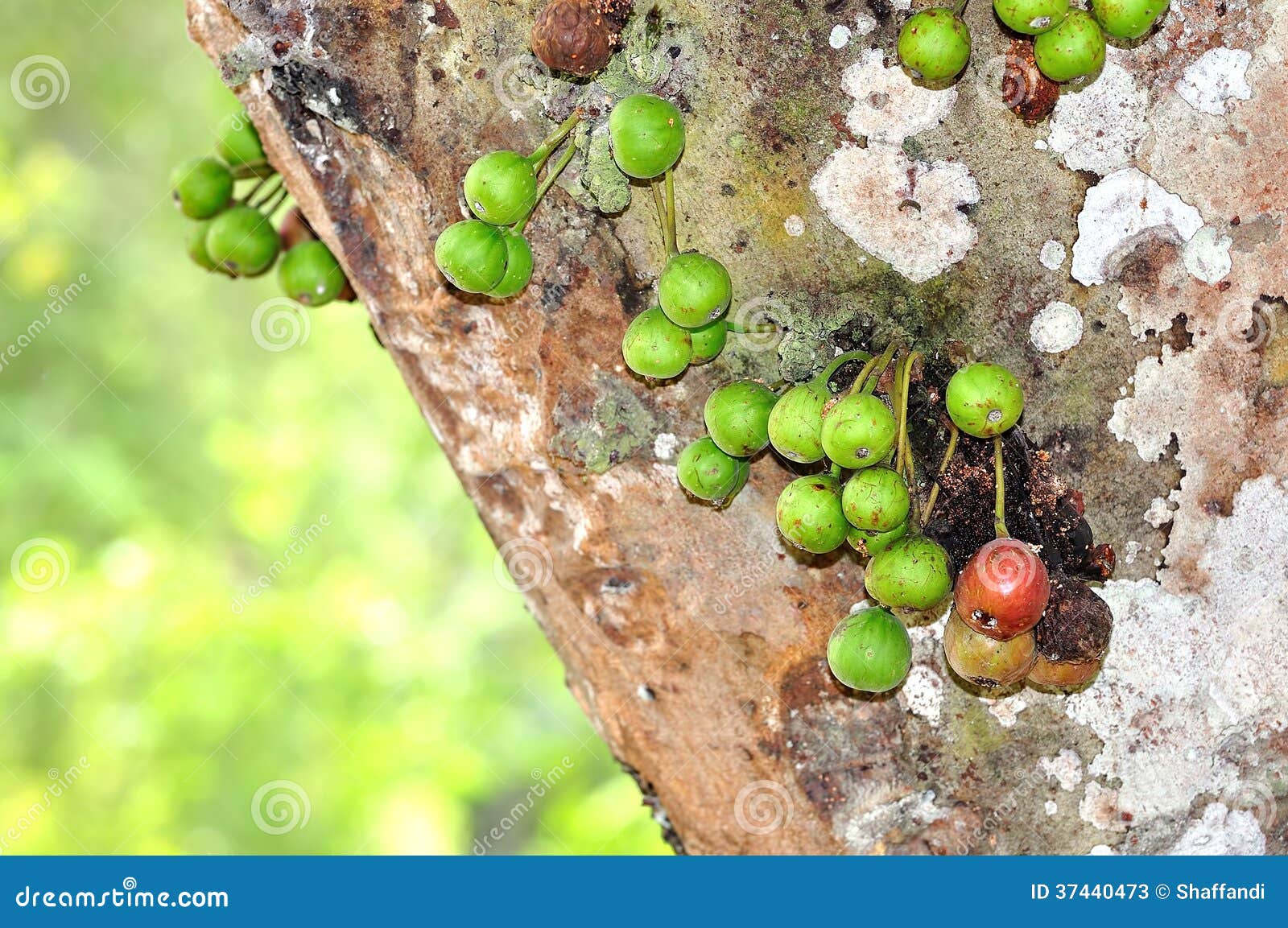 Moraceae imagem de stock. Imagem de suco, quadro, flor - 37440473