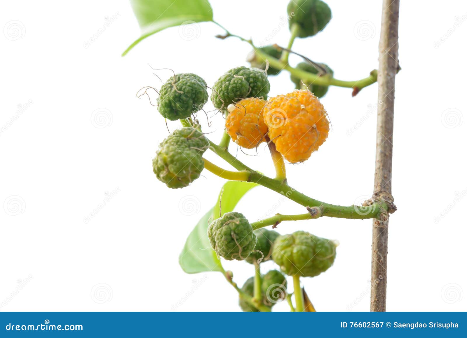 Moraceae image stock. Image du fermer, asie, santé, botanique - 76602567