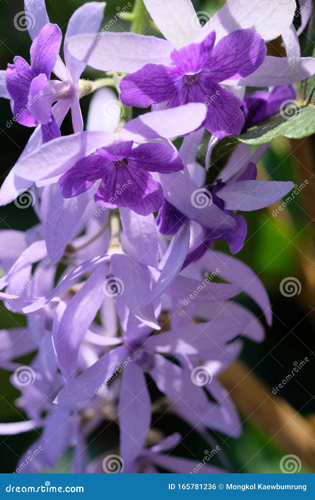 Morado Con Hojas Verdes De La Selva Tropical Foto de archivo - Imagen ...