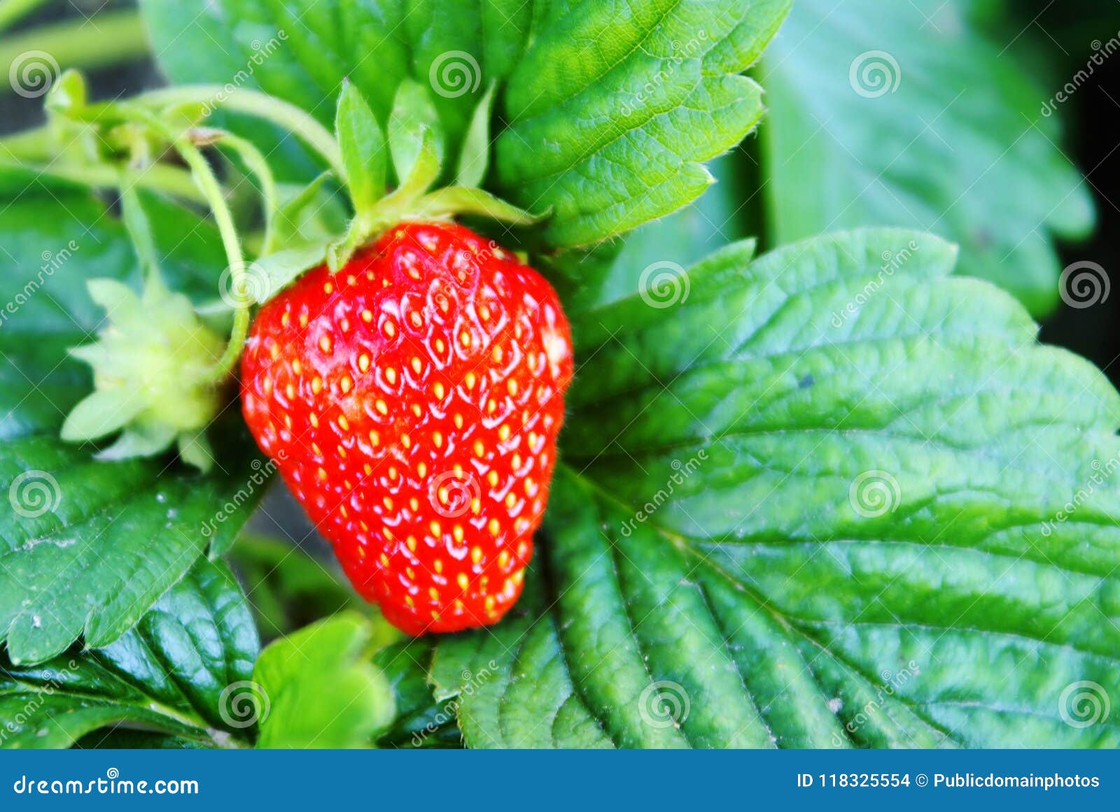 Morango, Alimentos Naturais, Morangos, Fruto Imagem. Imagem: 118325554