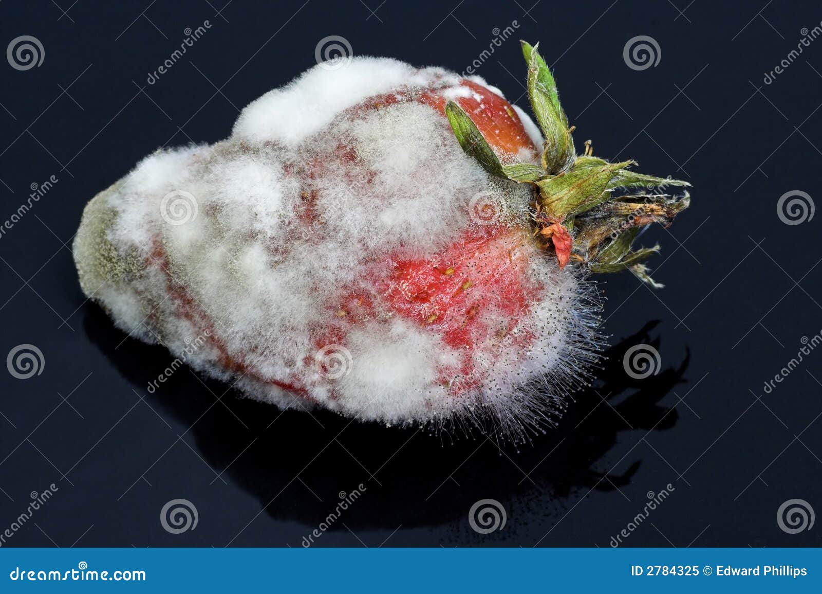 Morango Deixada Para Ir Mouldy Imagem de Stock - Imagem de podre ...