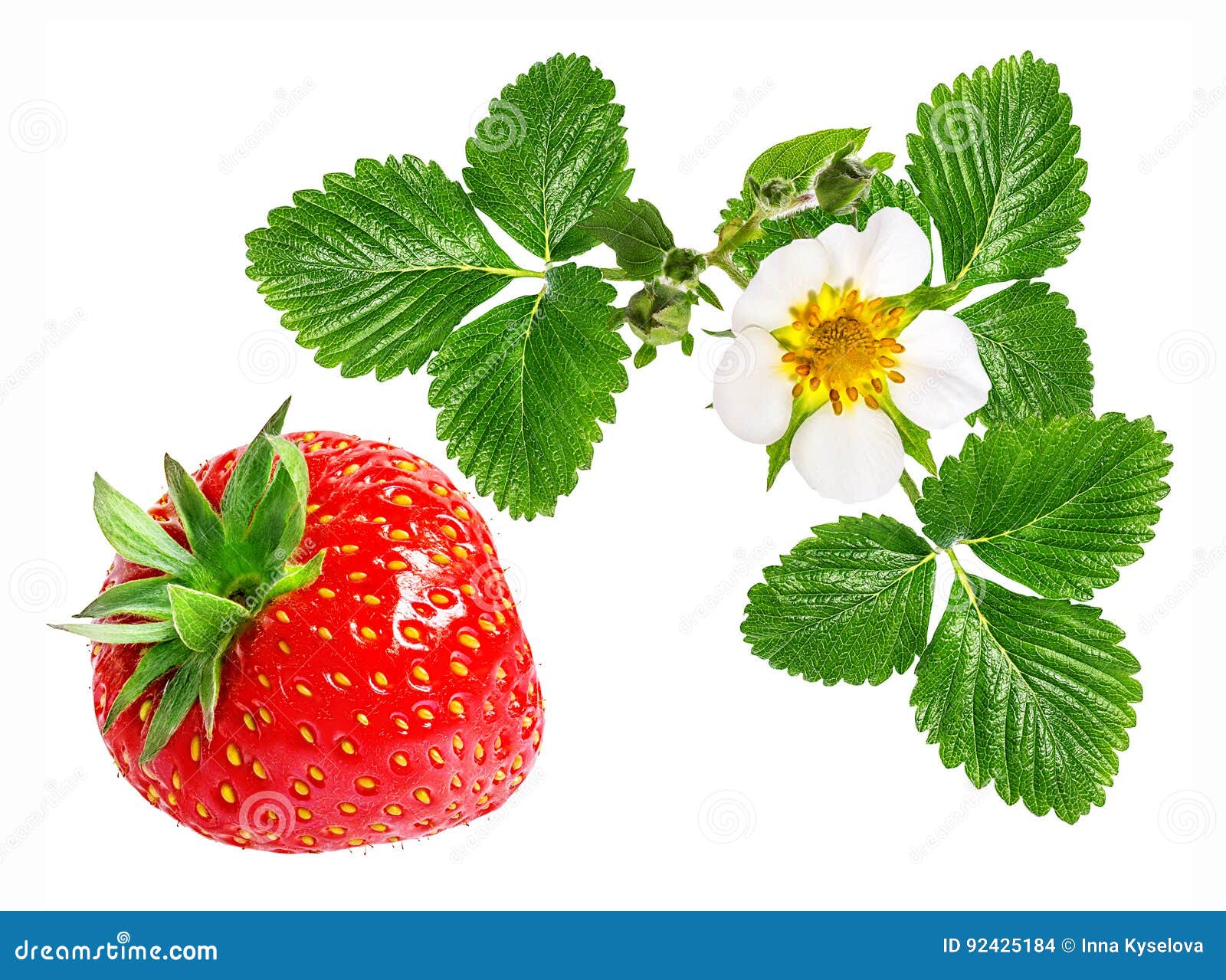 Morango E Flor Da Morango Isolada No Branco Foto de Stock - Imagem de ...