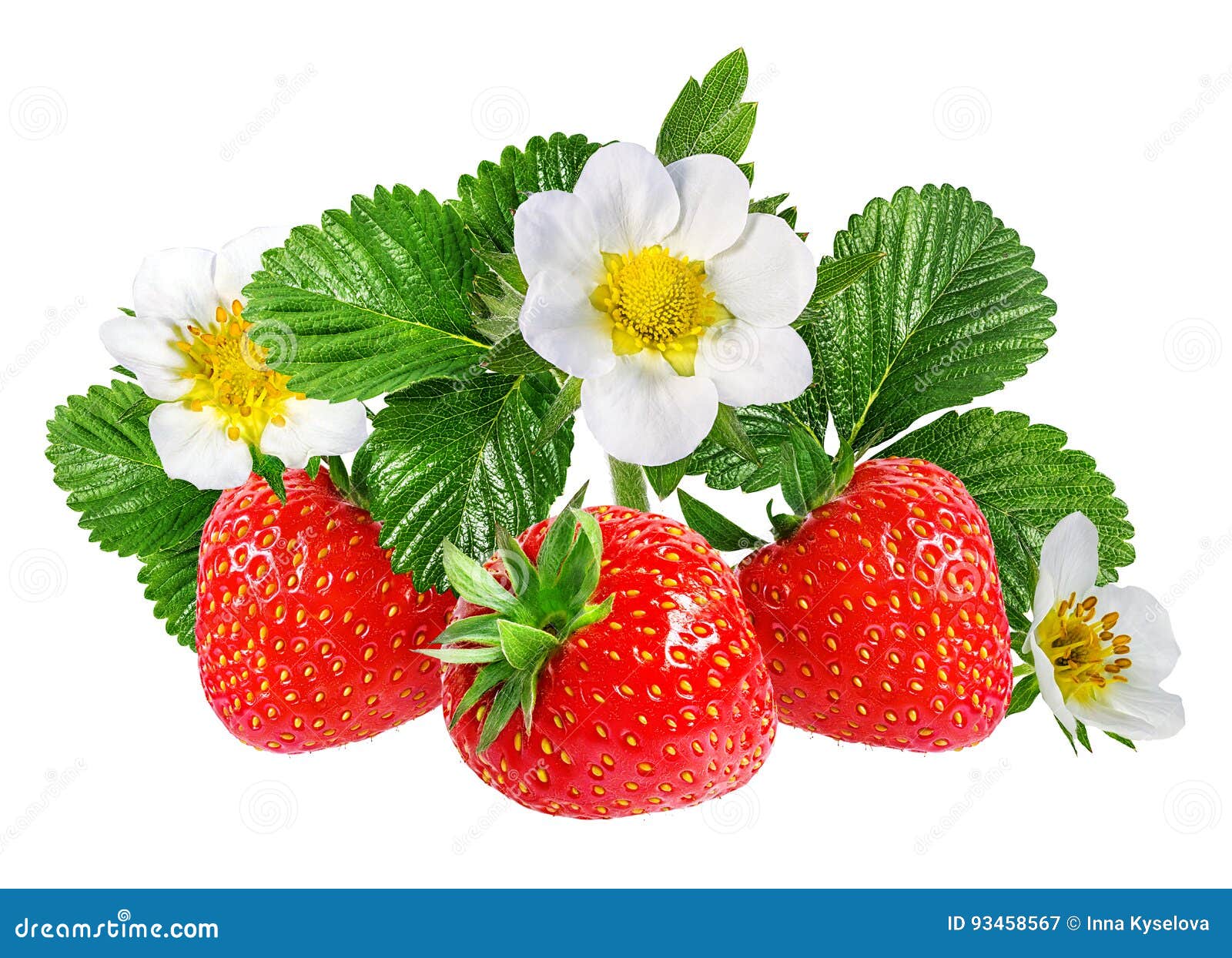 Morango E Flor Da Morango Isolada No Branco Imagem de Stock - Imagem de ...